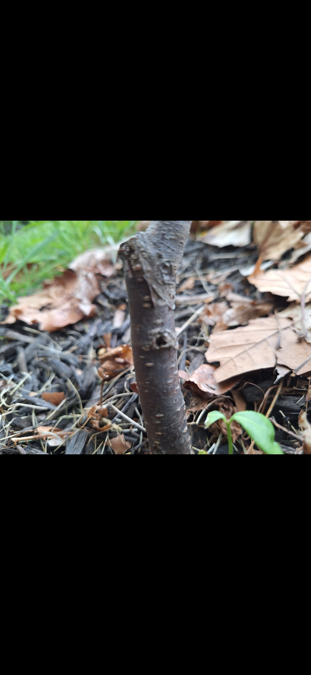 'Pamela' Plum Probably Dying - General Fruit Growing - Growing Fruit