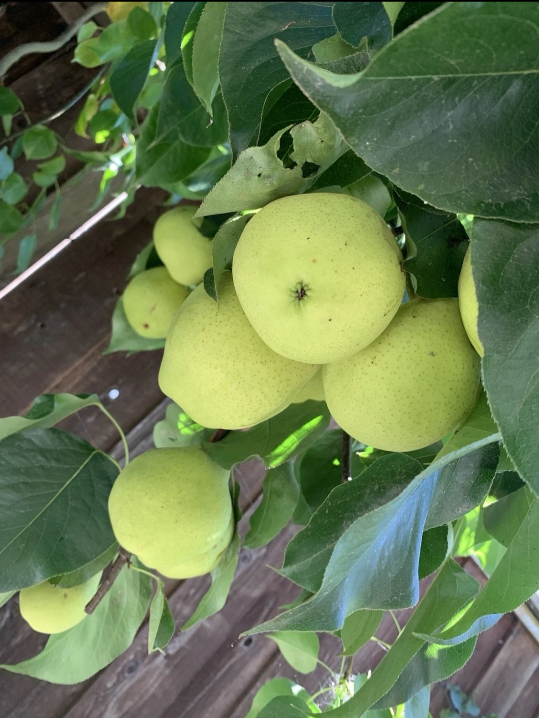 Asian Snow Pear - General Fruit Growing - Growing Fruit