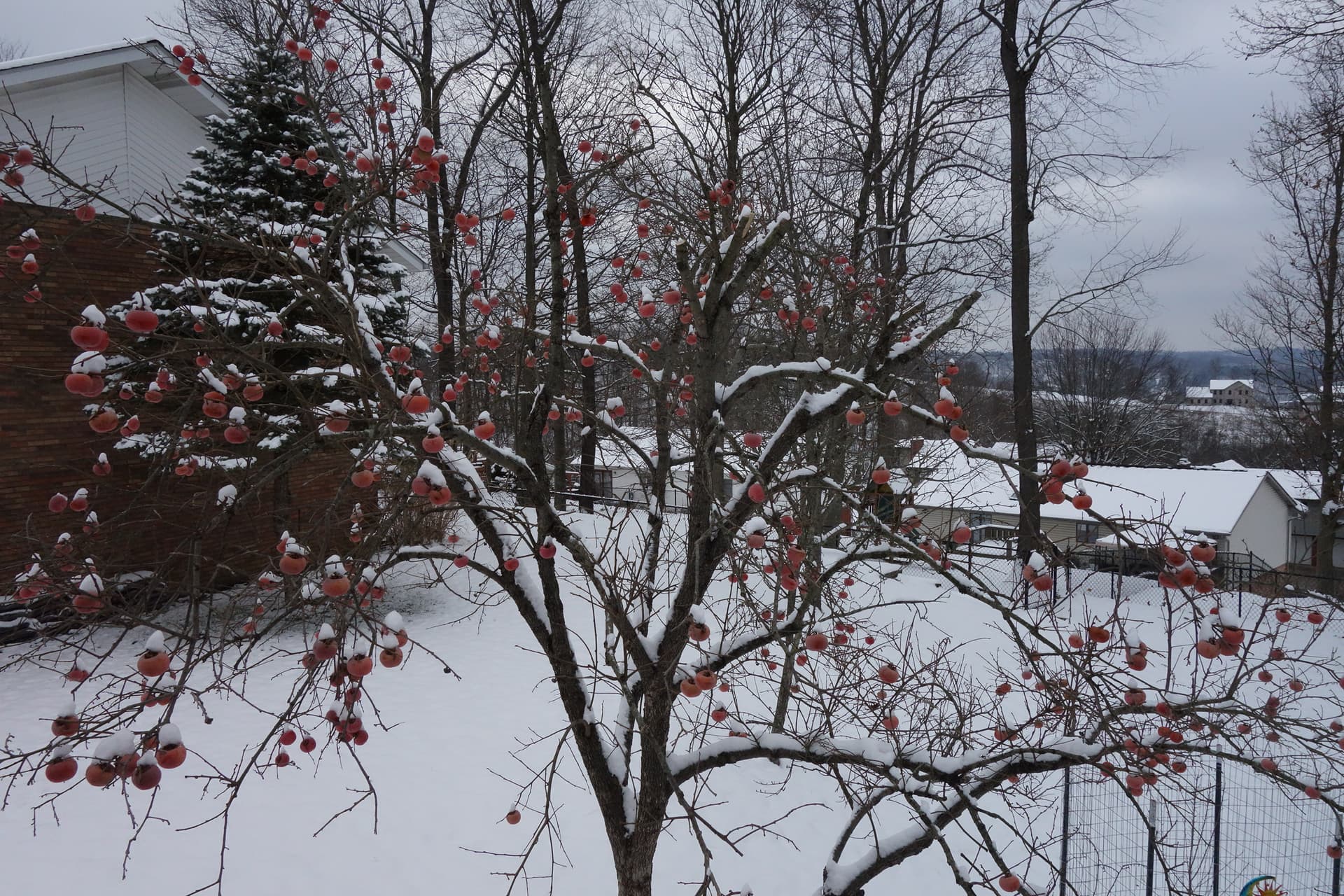 Nikita's Gift produces too many persimmons! - General Fruit Growing ...