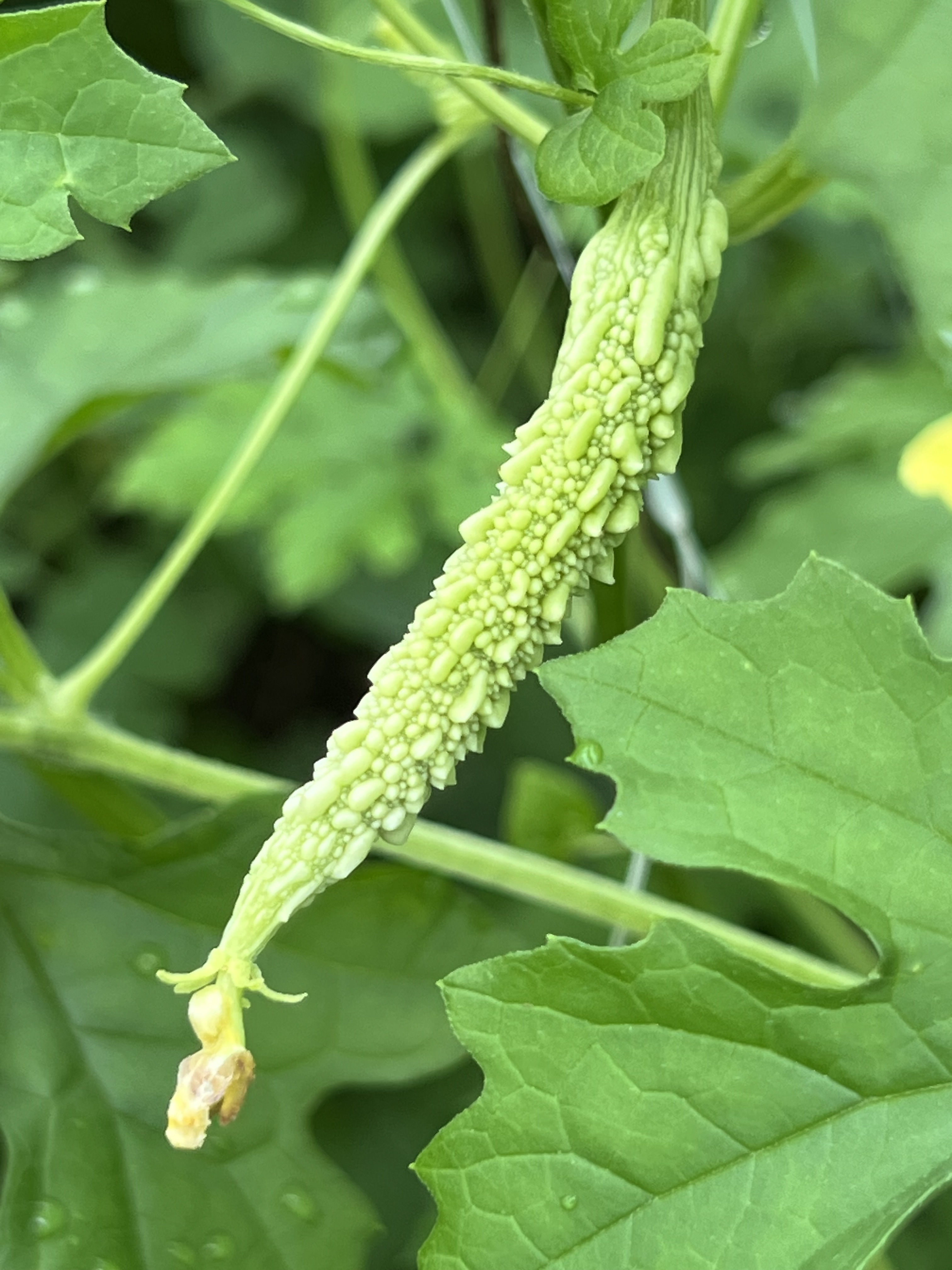 Bitter (melon) beginnings 2025 - General Gardening - Growing Fruit