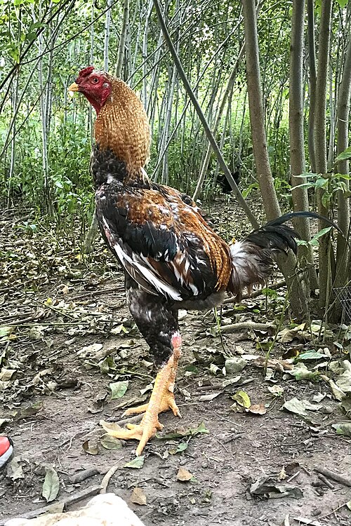 There is no money in chickens for the orchard? Fact or myth? - General ...