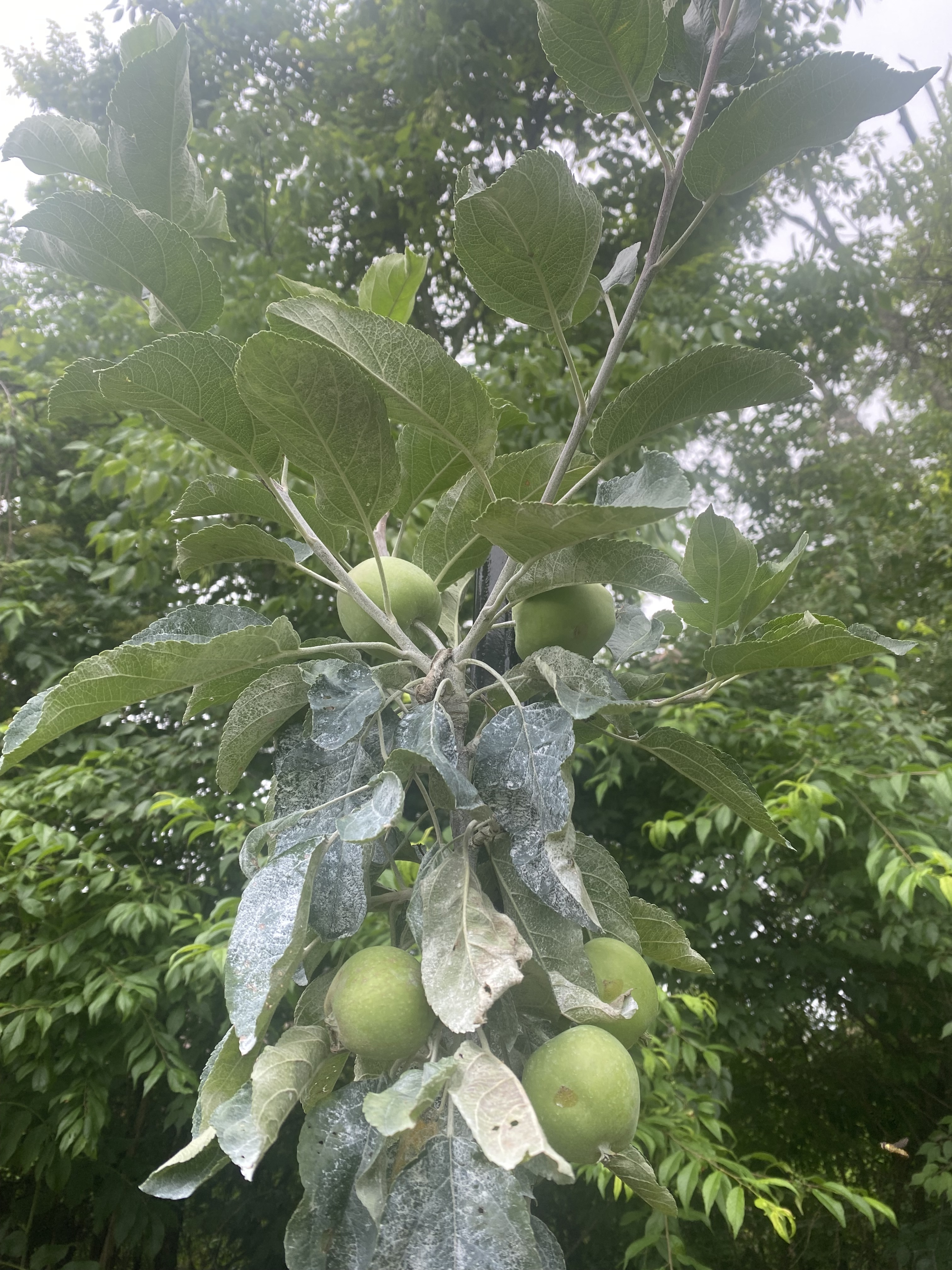 Kudos apple - 2025 - General Fruit Growing - Growing Fruit