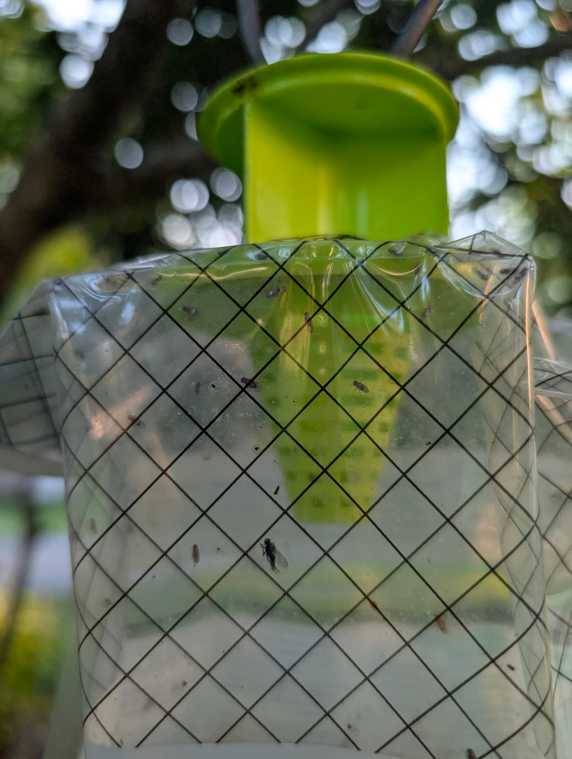 Accidental SWD trap - General Fruit Growing - Growing Fruit