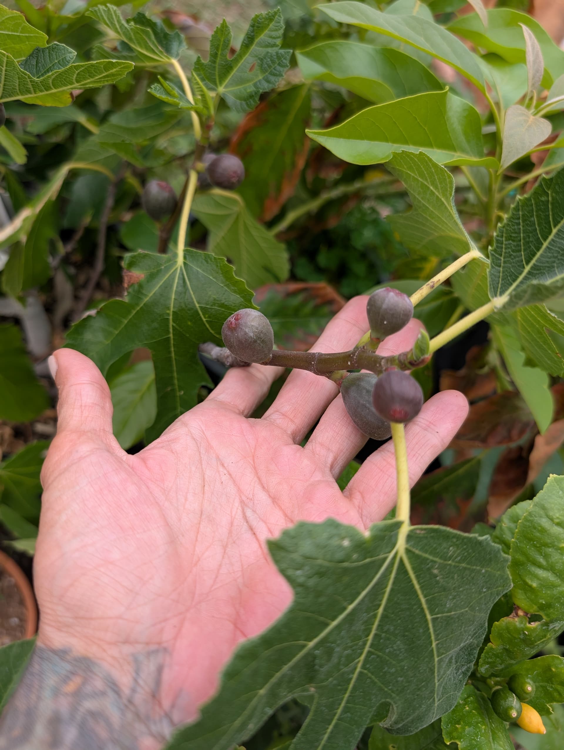 Figs 2025 - General Fruit Growing - Growing Fruit