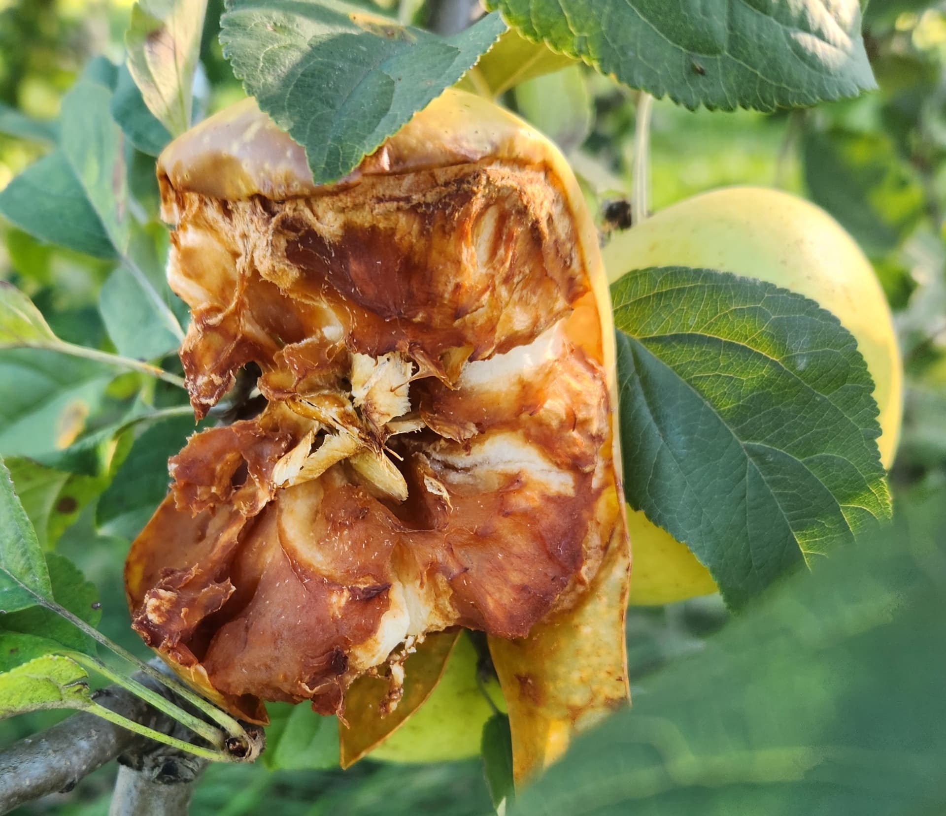 Winter Banana apple problem - General Fruit Growing - Growing Fruit