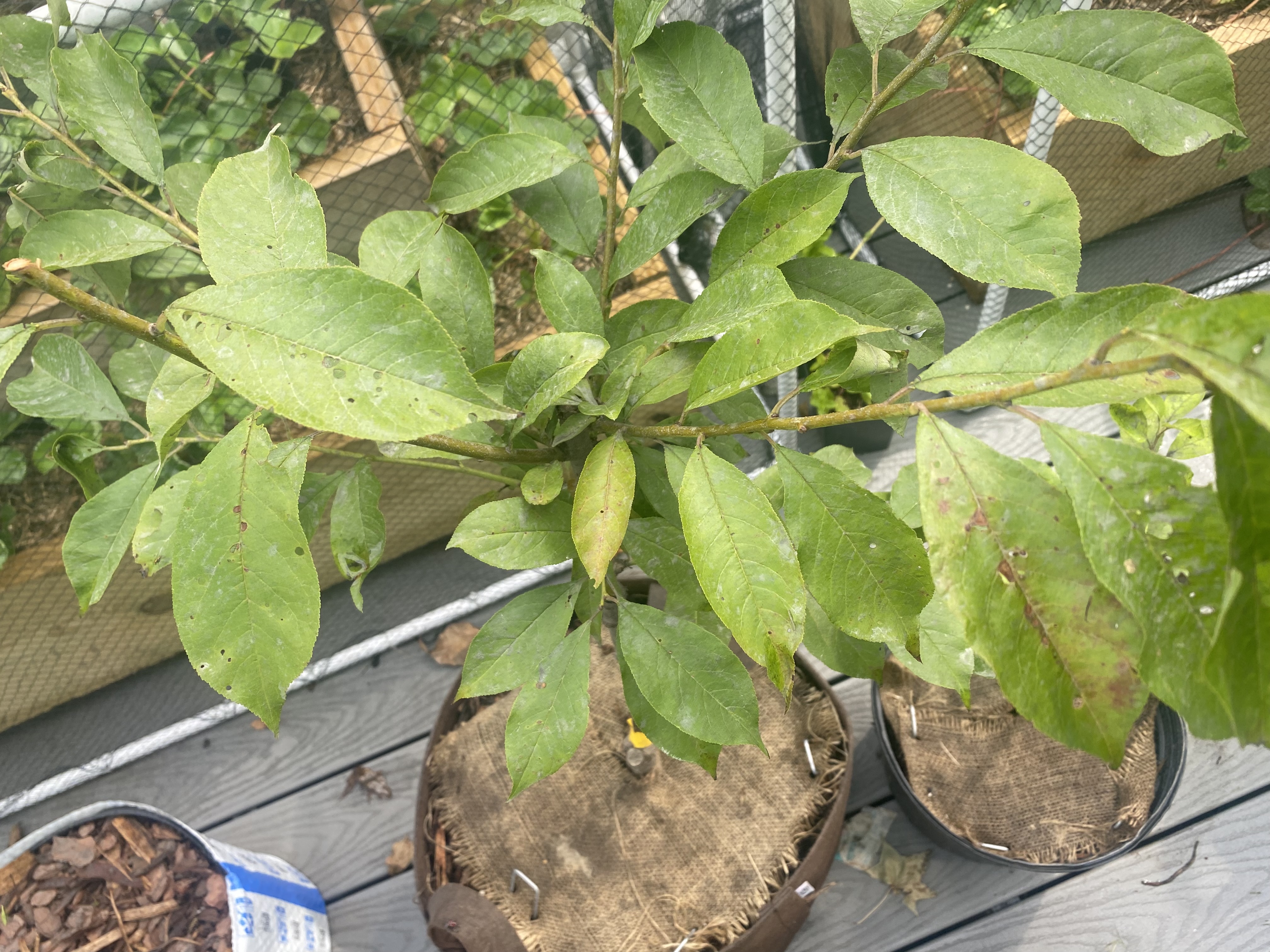 Stone fruit Shot Hole (Coryneum blight) - General Fruit Growing ...