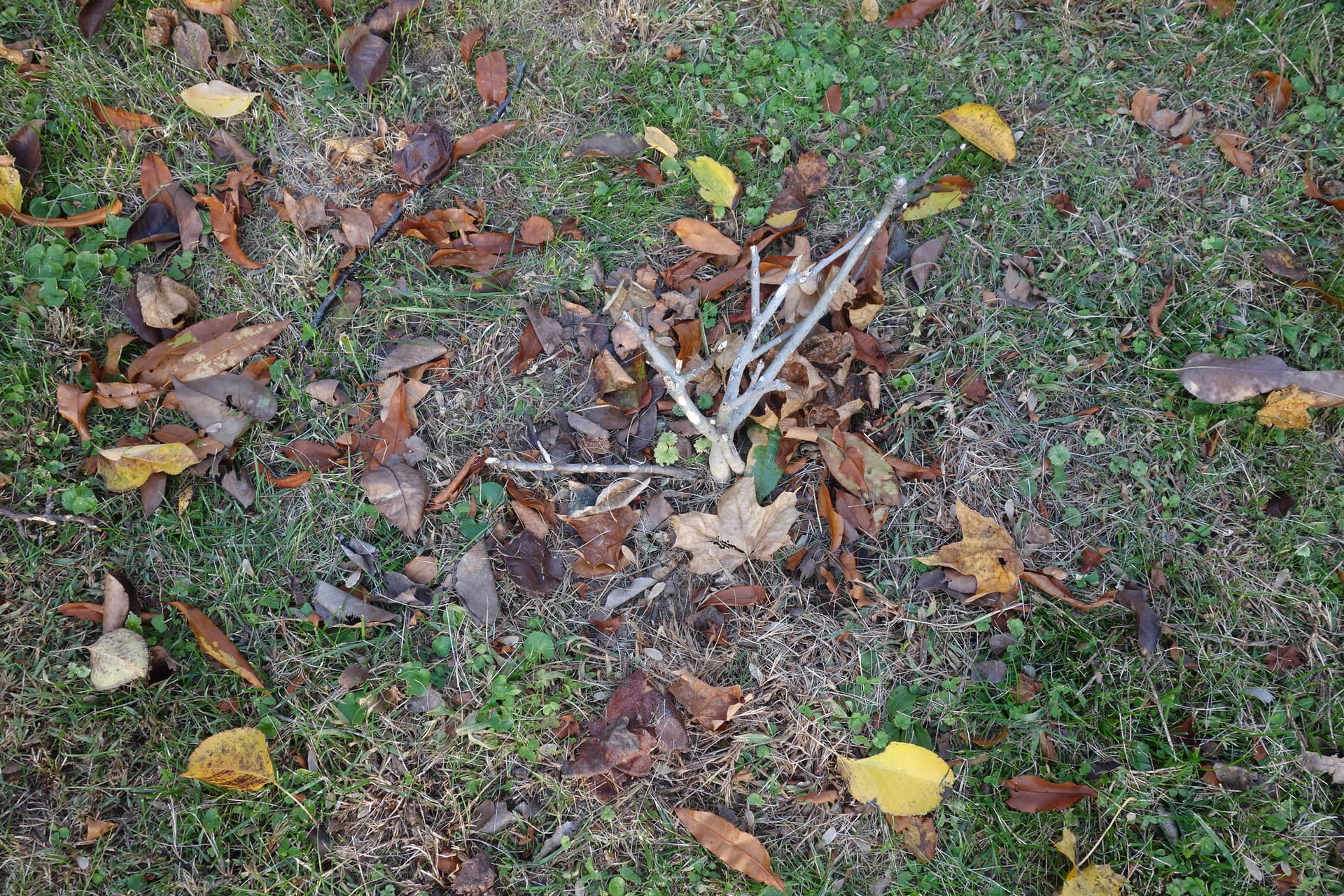 I got 2 figs for the season for 6 in-ground figs trees planted 5.2025 ...