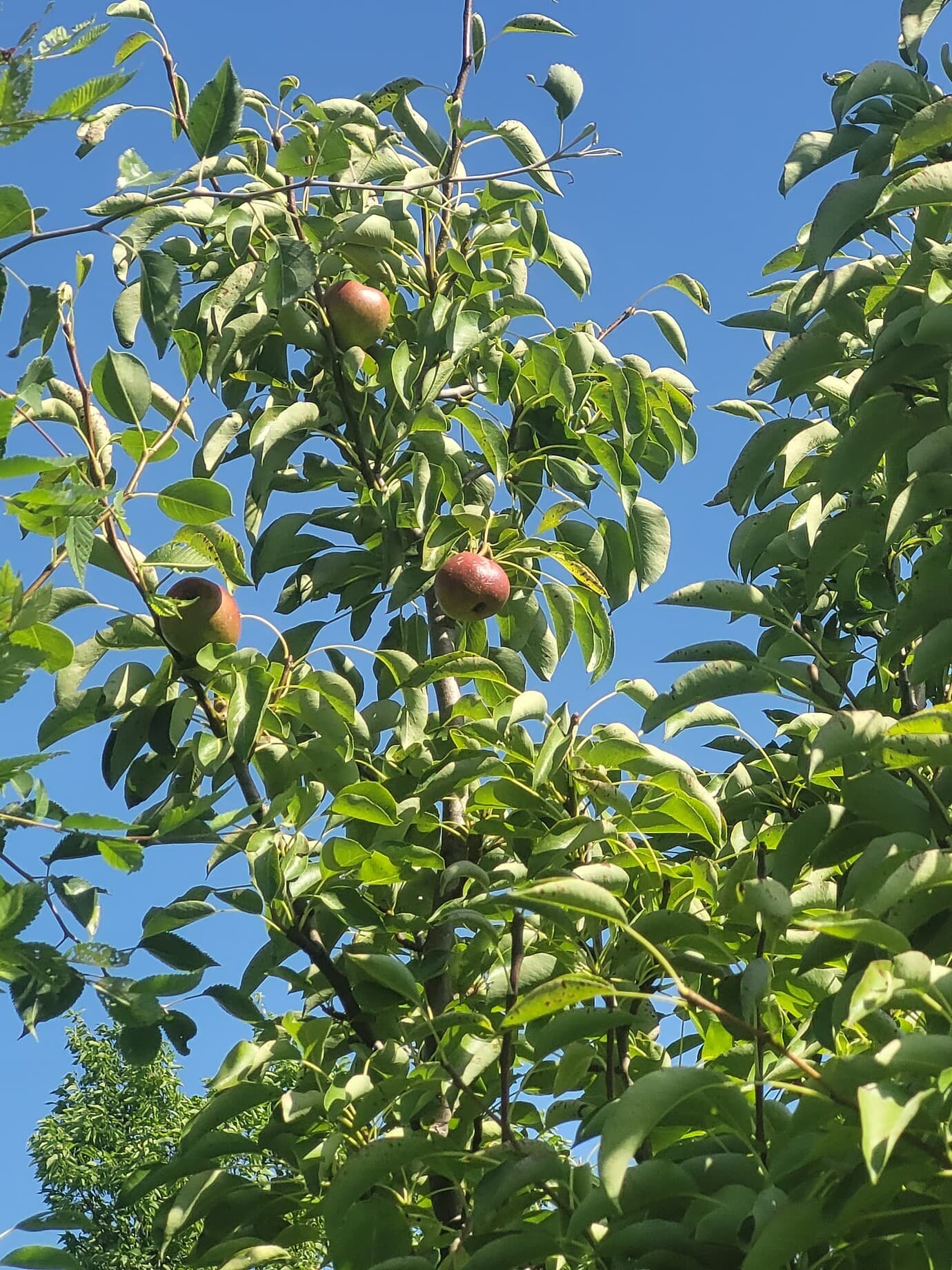 Reddy Robin Asian Pear aka PremP109 - Page 2 - General Fruit Growing ...