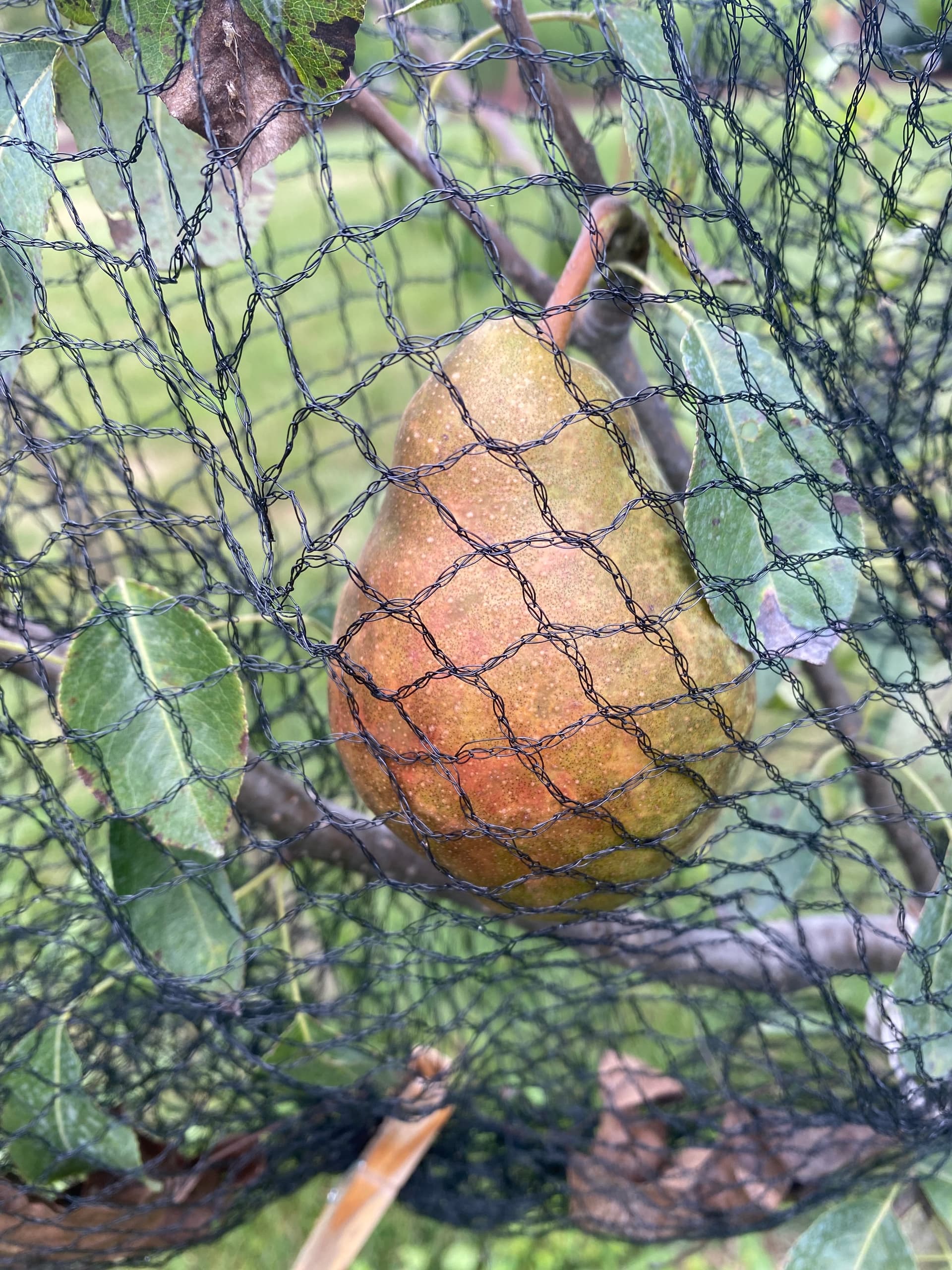 How is the Bell pear doing in 2023, 2024, 2025 - General Fruit Growing ...