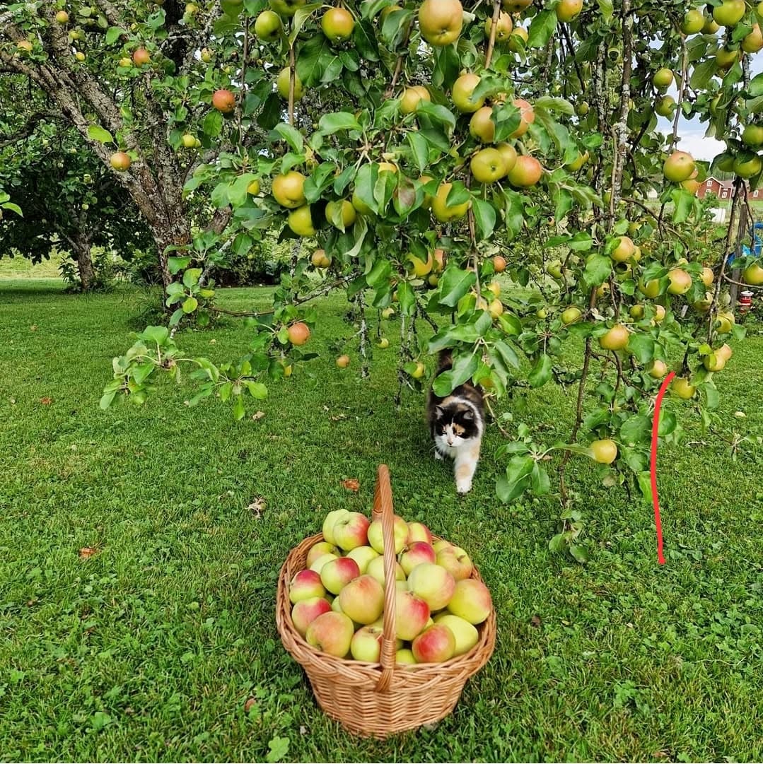 The, I Did Not Thin, Confession Thread - General Fruit Growing ...