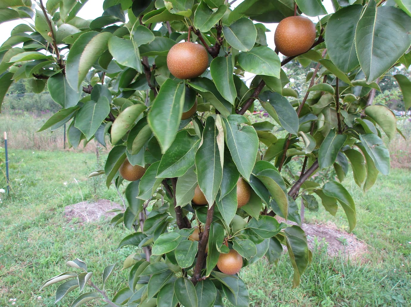 Drippin Honey Asian pear - General Fruit Growing - Growing Fruit
