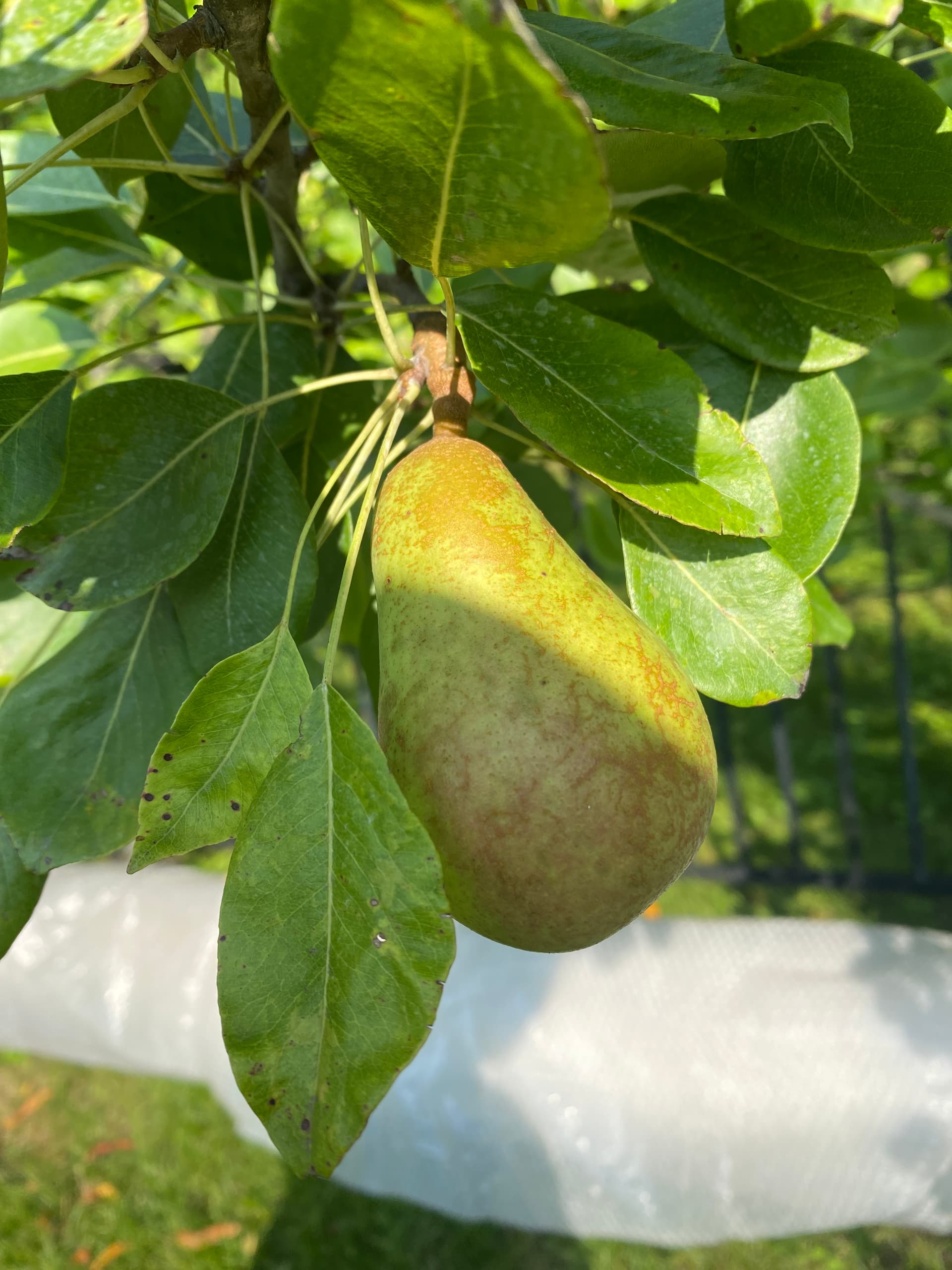 'Ambrosia' - Best Pear EVER! - Page 3 - General Fruit Growing - Growing ...
