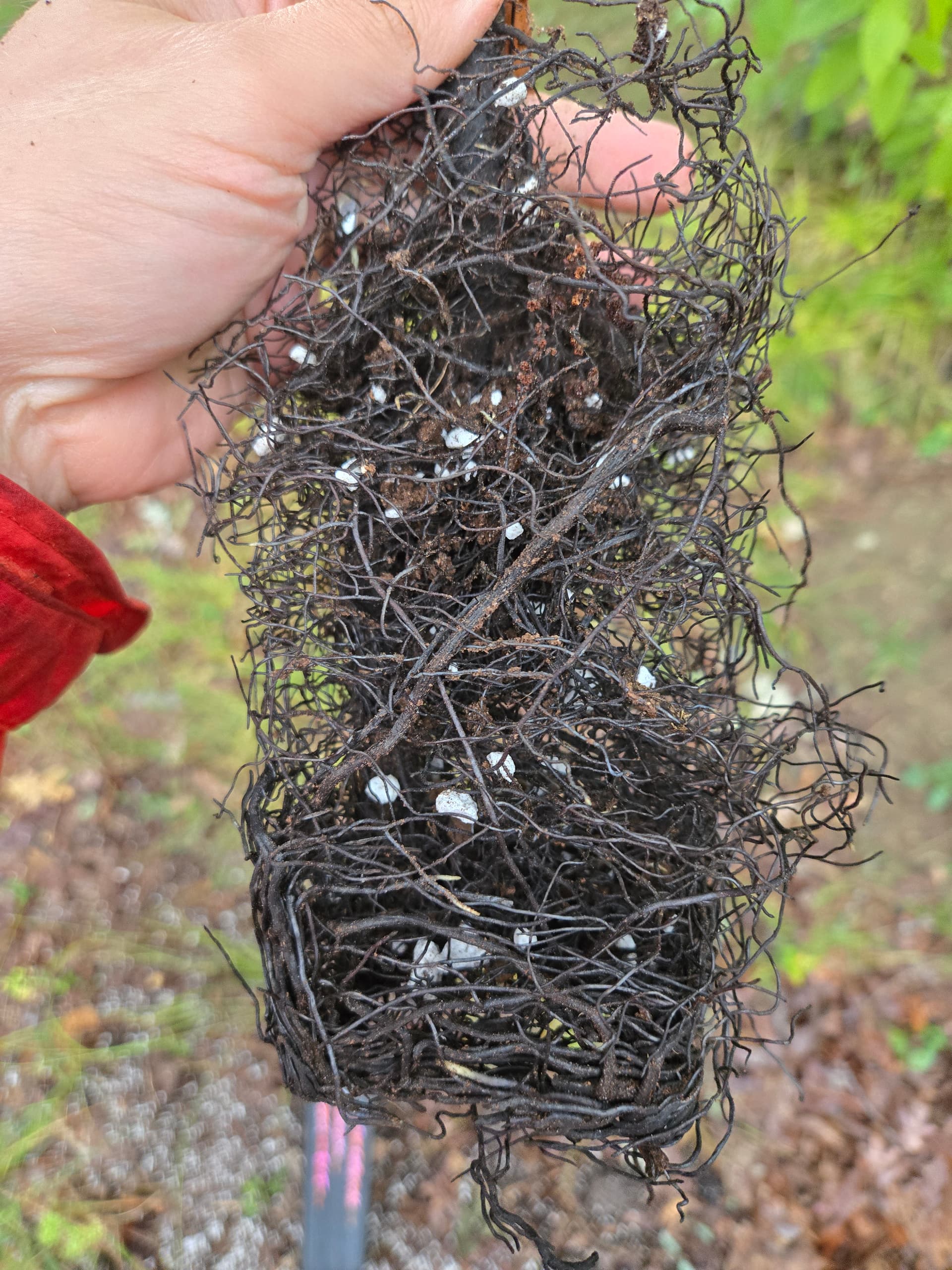 Potted Persimmon Root Performance Comparison - Look at these rootballs ...