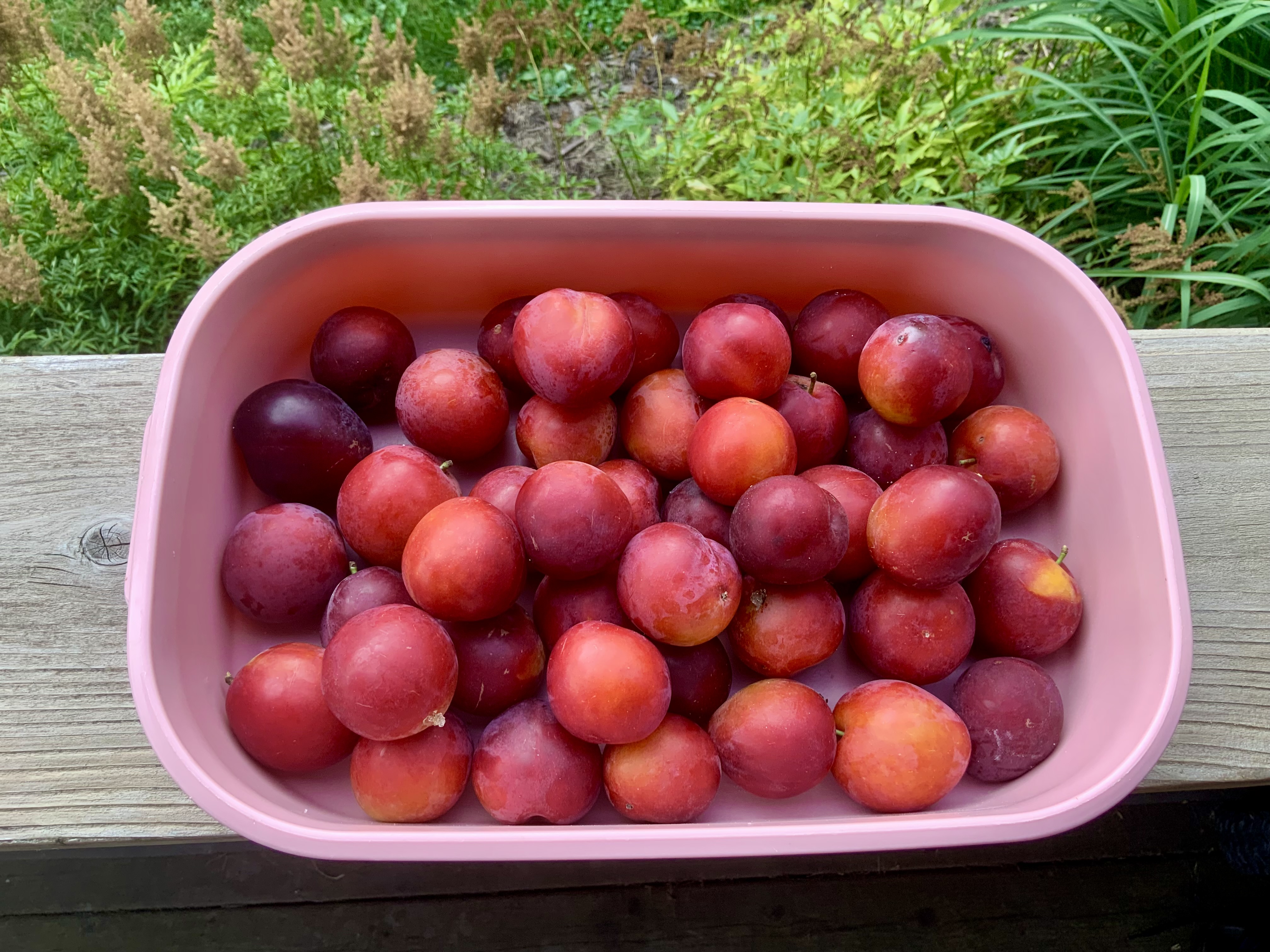 It’s possible to have nice fruits without spraying chemicals even in ...