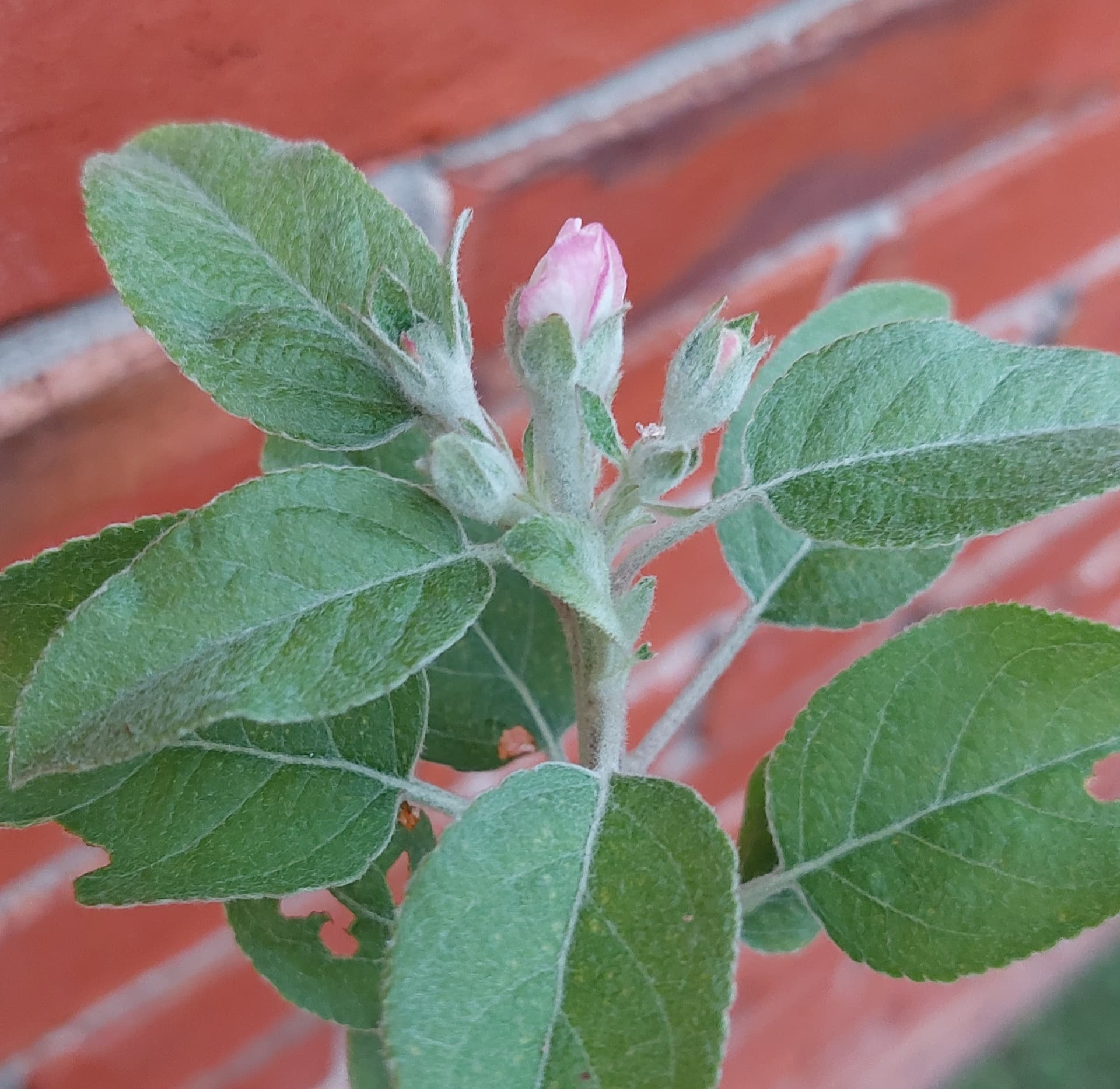 I know there are late blooming peaches but this is ridiculous - General ...