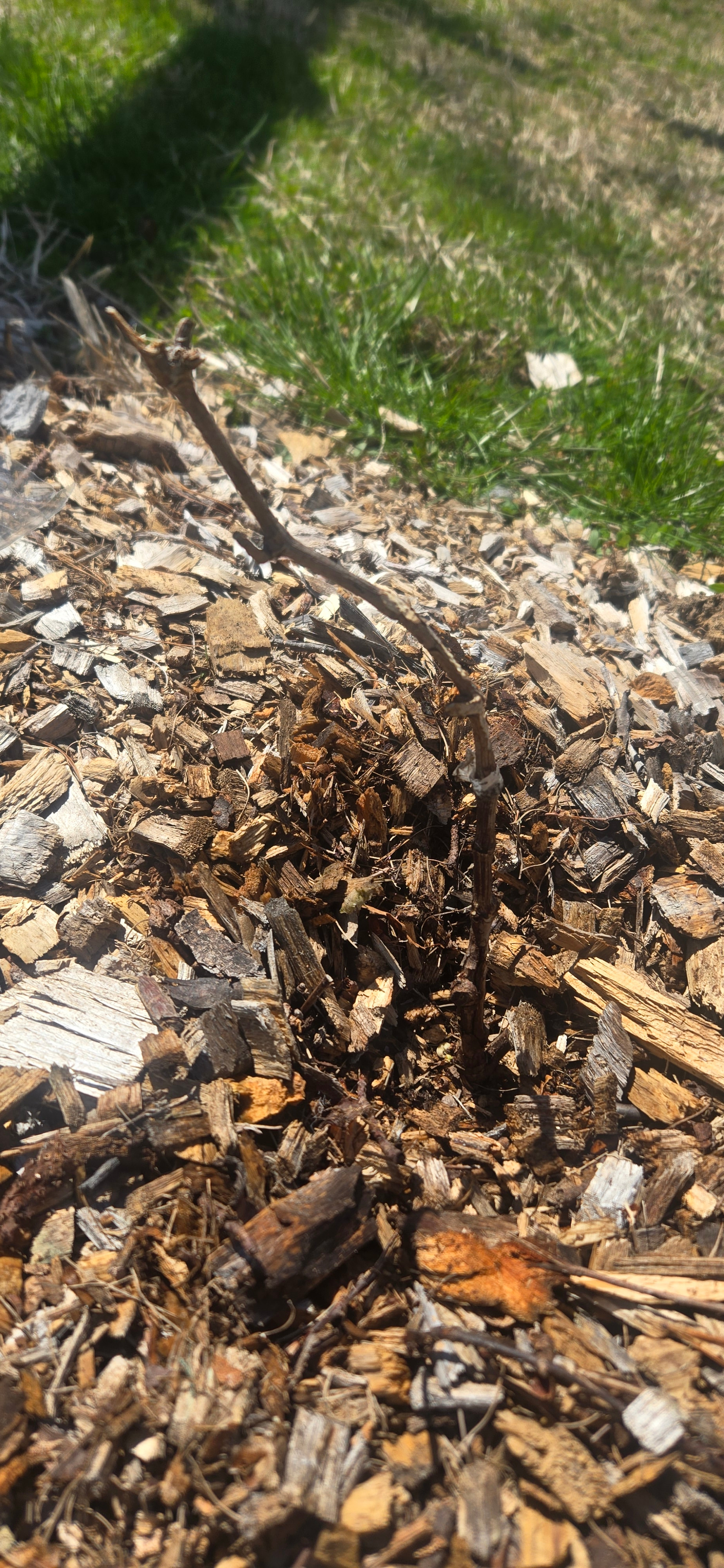 Grape girdled but alive... Now what? - General Fruit Growing - Growing ...
