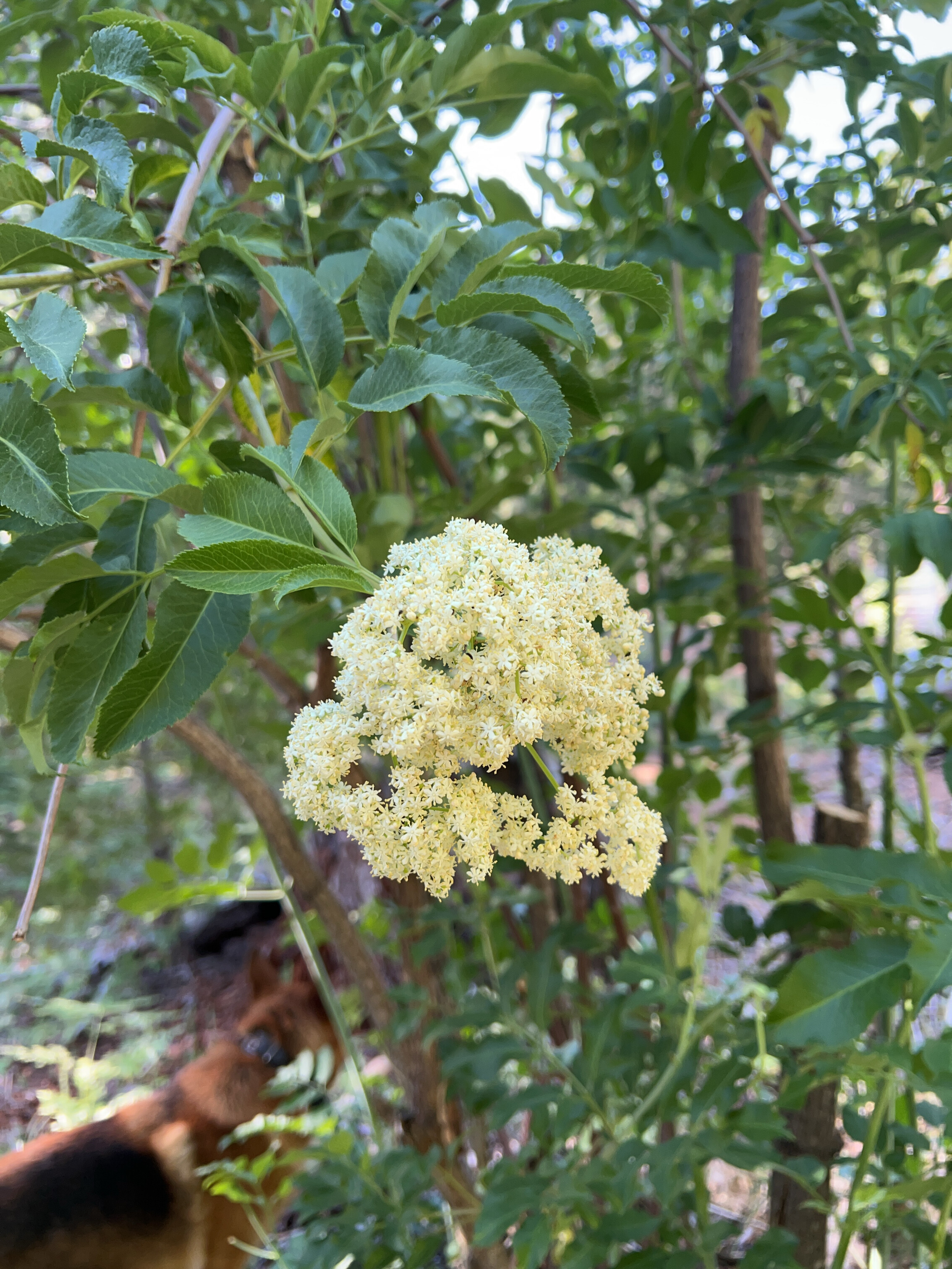 Sambucus Cerulea Blue Elder - General Fruit Growing - Growing Fruit