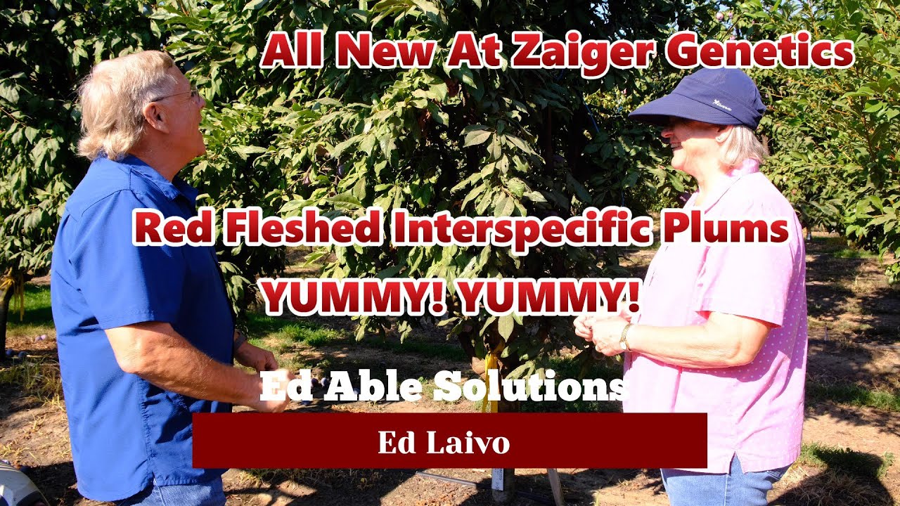 Pluot "Plumsicle" - General Fruit Growing - Growing Fruit