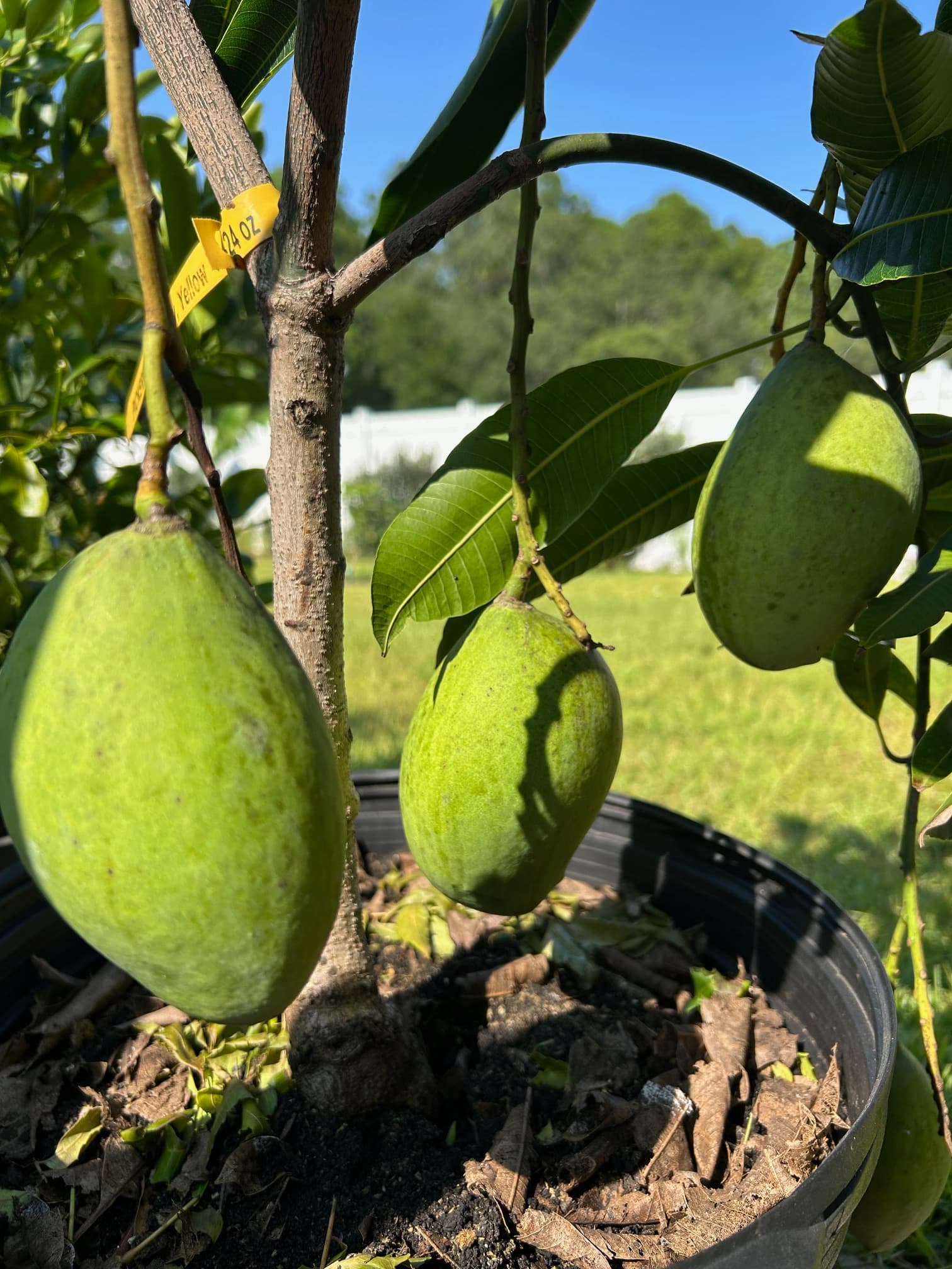 Pickering mango - Pictures! - Growing Fruit