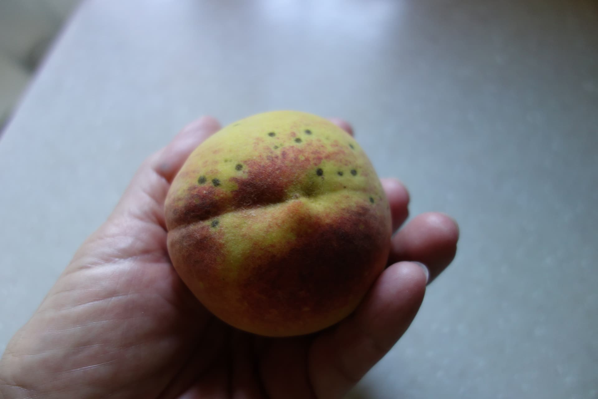 I'm thinking August Lady Peach in Z6 can go into early September ...