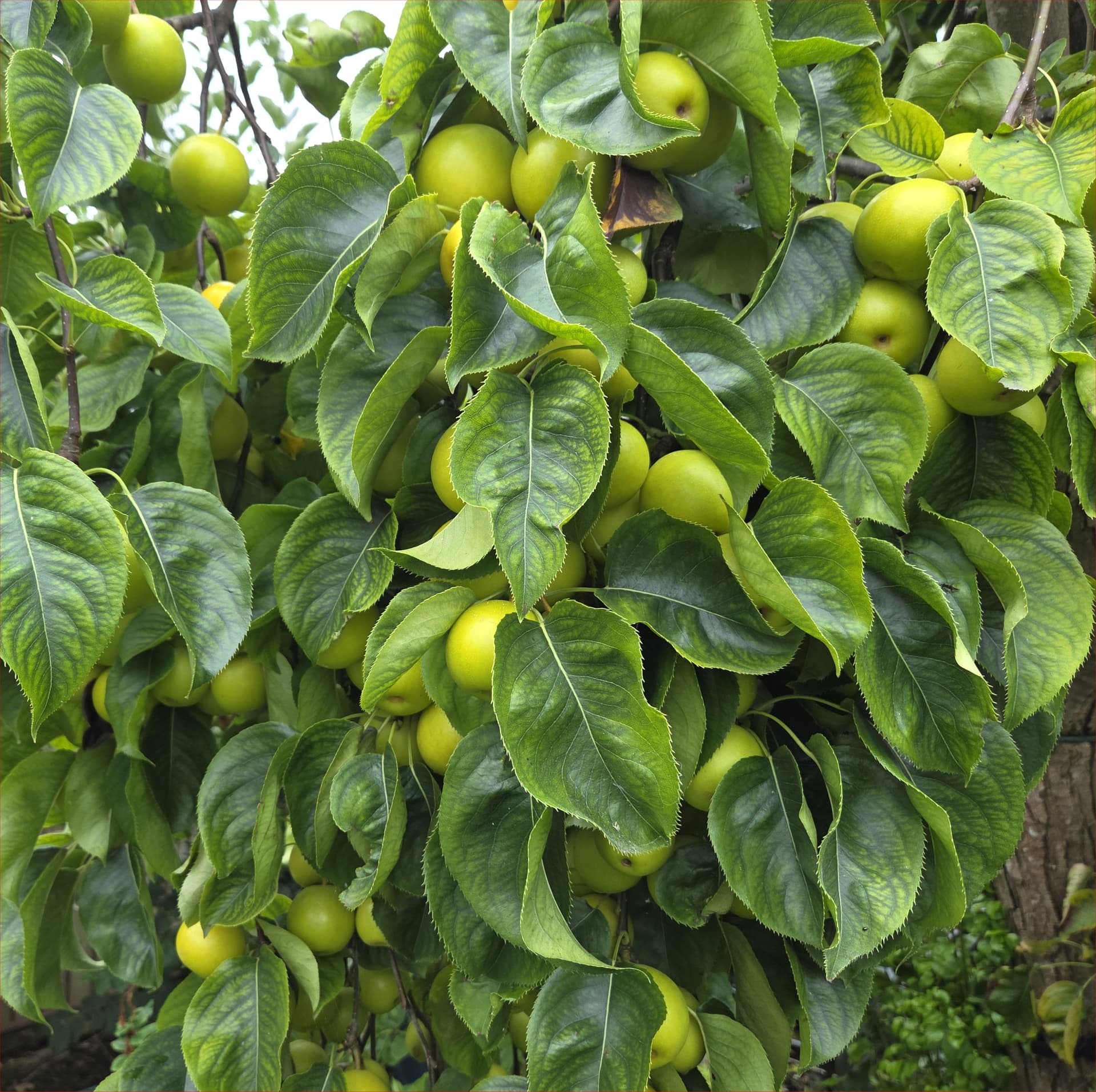 Best Asian Pear crop so far in 20 years - General Fruit Growing ...