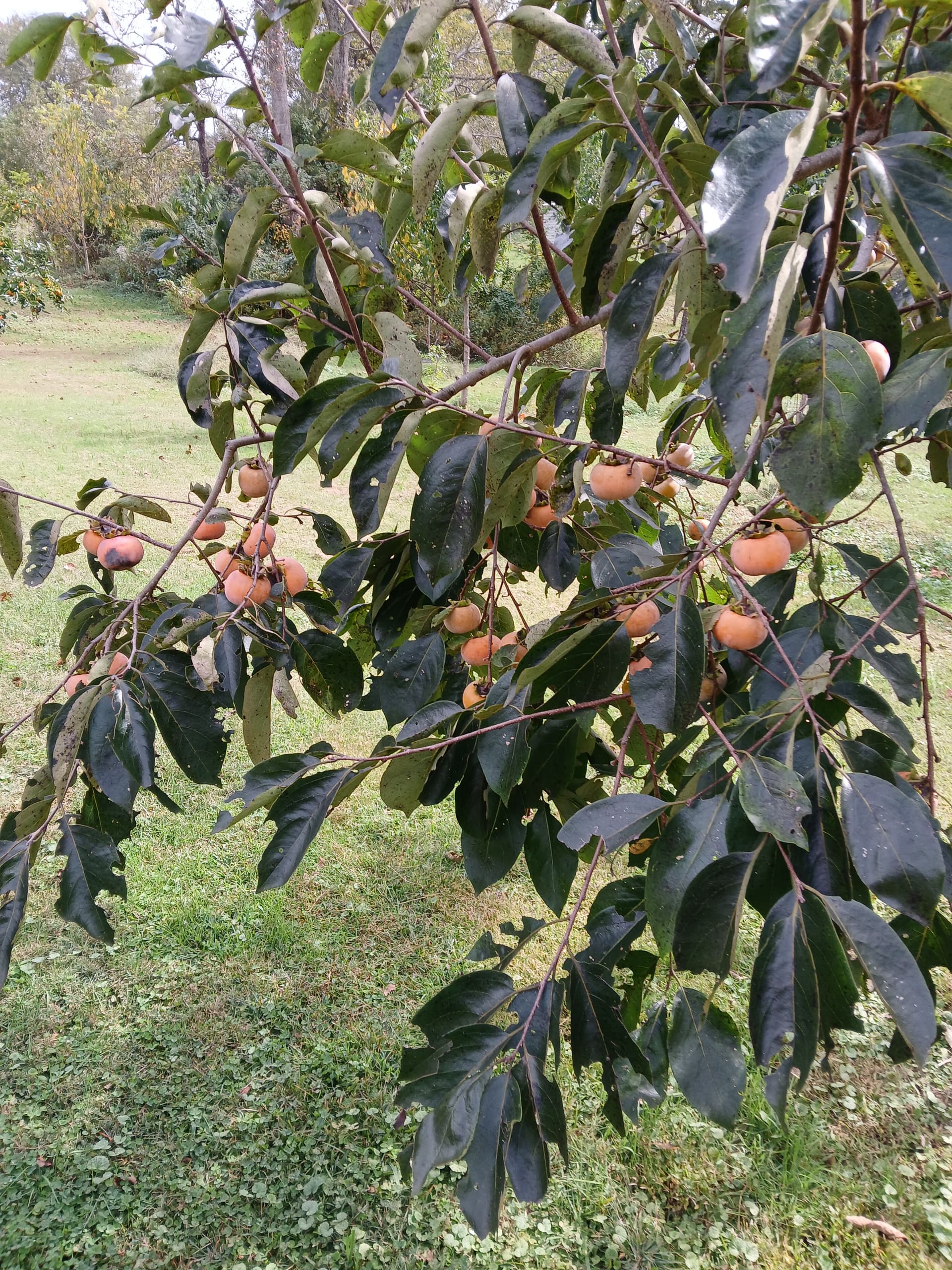 Late season ripening hybrid persimmon... better than Zima Khurma ...