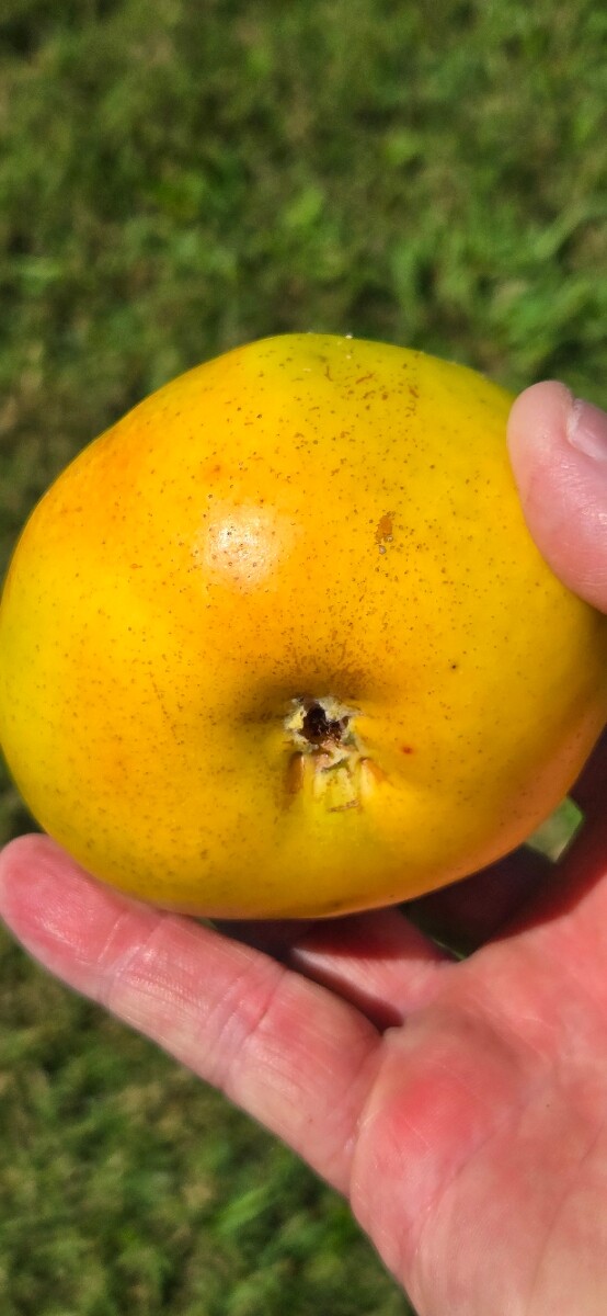 Katherine Apple? - General Fruit Growing - Growing Fruit