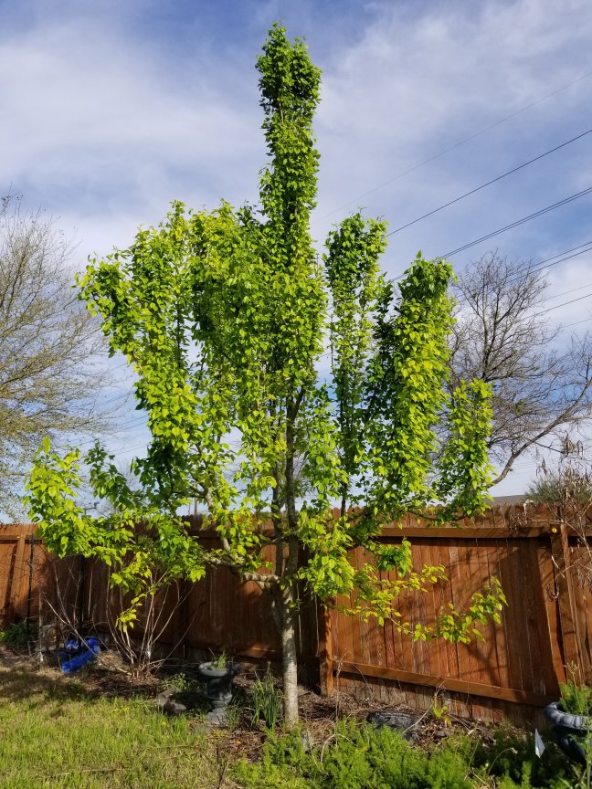Biscamp Pear - Pollination - General Fruit Growing - Growing Fruit