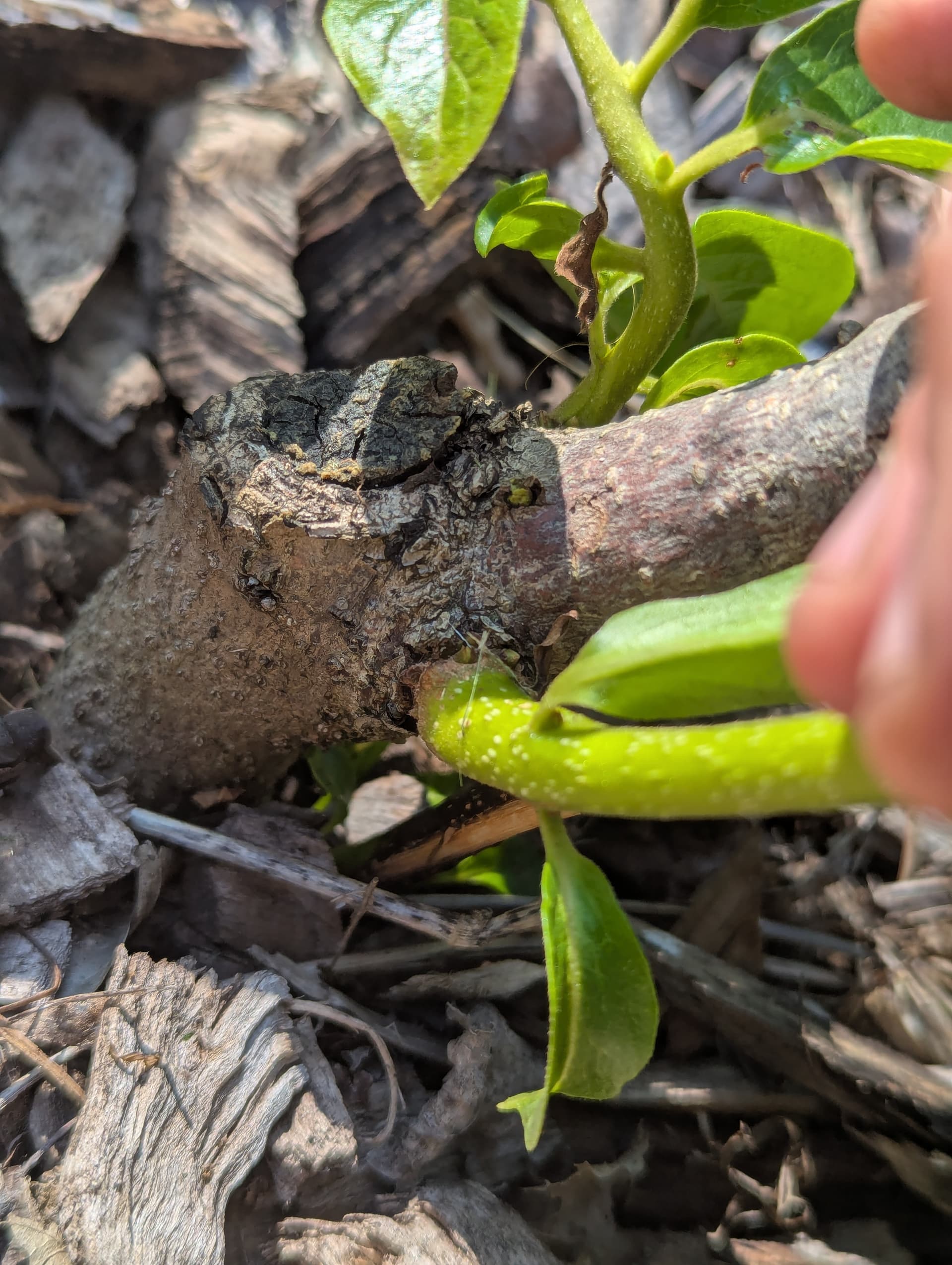 Persimmon rootstock or graft? - General Fruit Growing - Growing Fruit