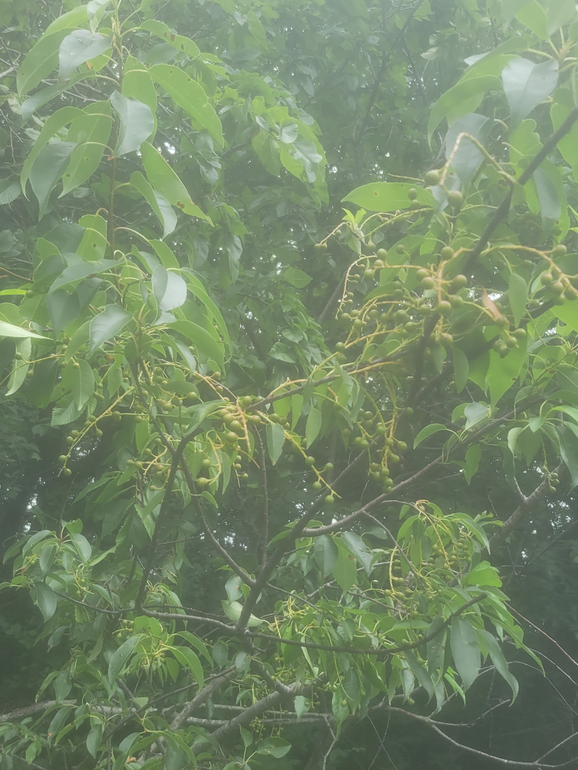 Pretty wild country and its mine - General Gardening - Growing Fruit