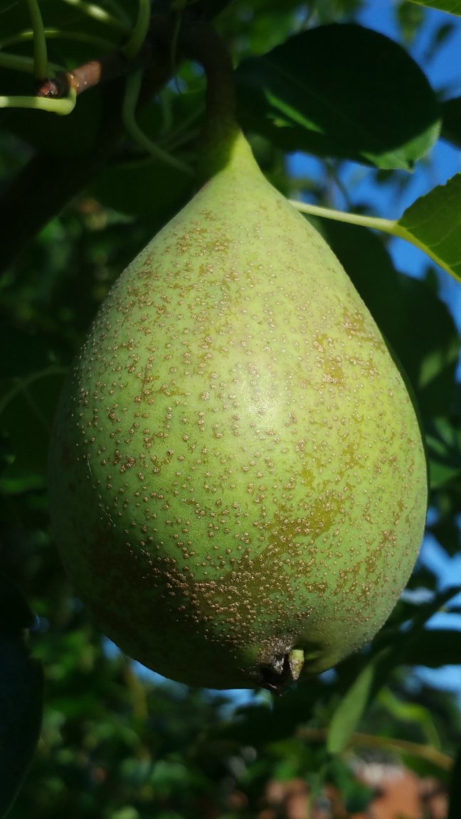 Biscamp Pear - Pollination - General Fruit Growing - Growing Fruit