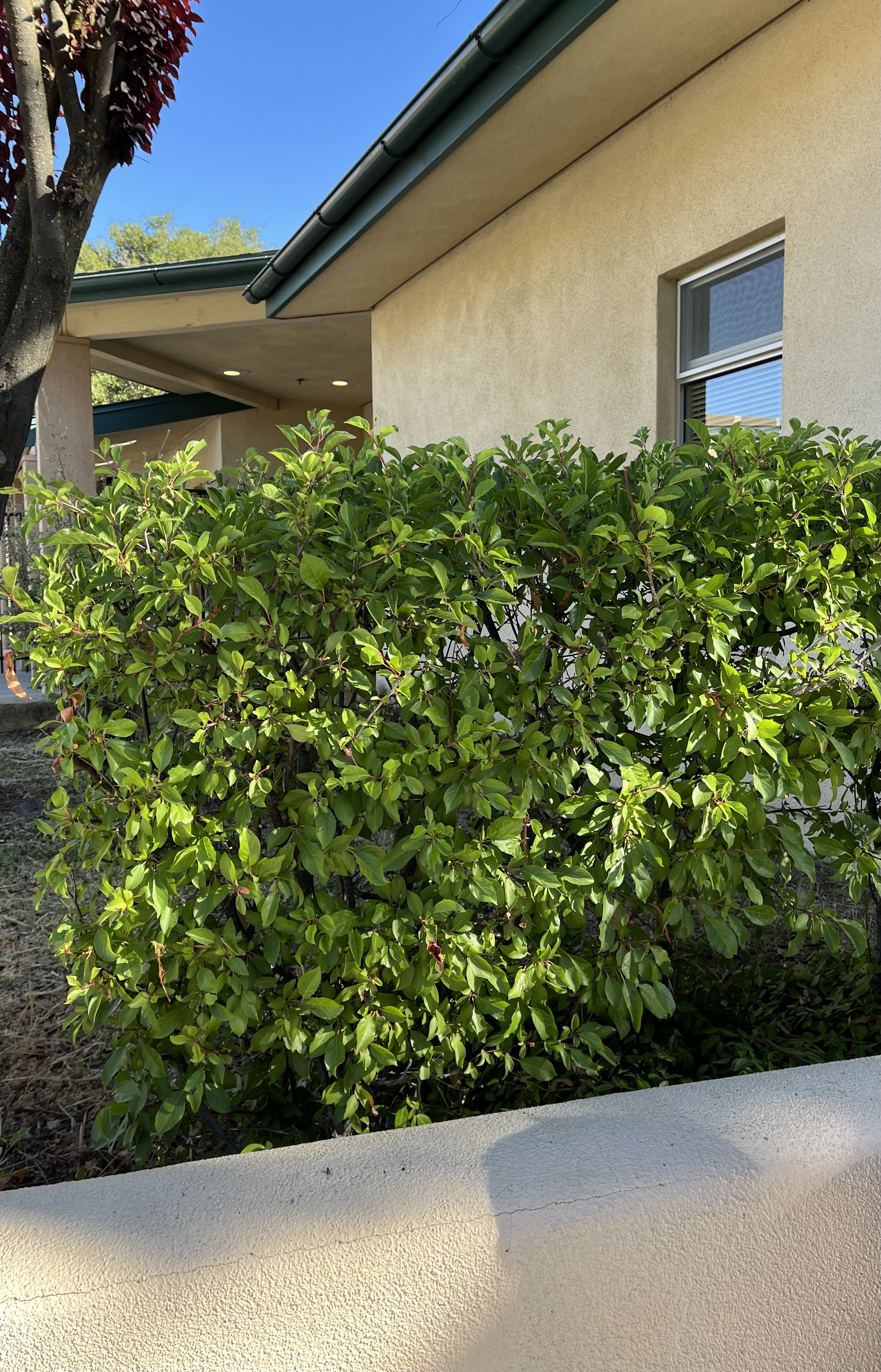 Miniature Plum Bush - General Fruit Growing - Growing Fruit