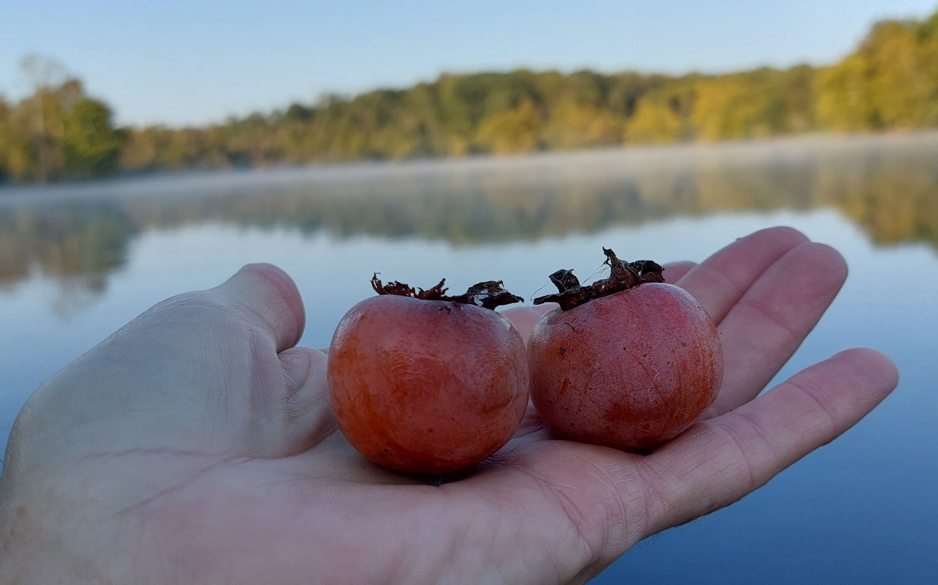 Wetland and swamp tolerant fruit plants? - General Fruit Growing ...