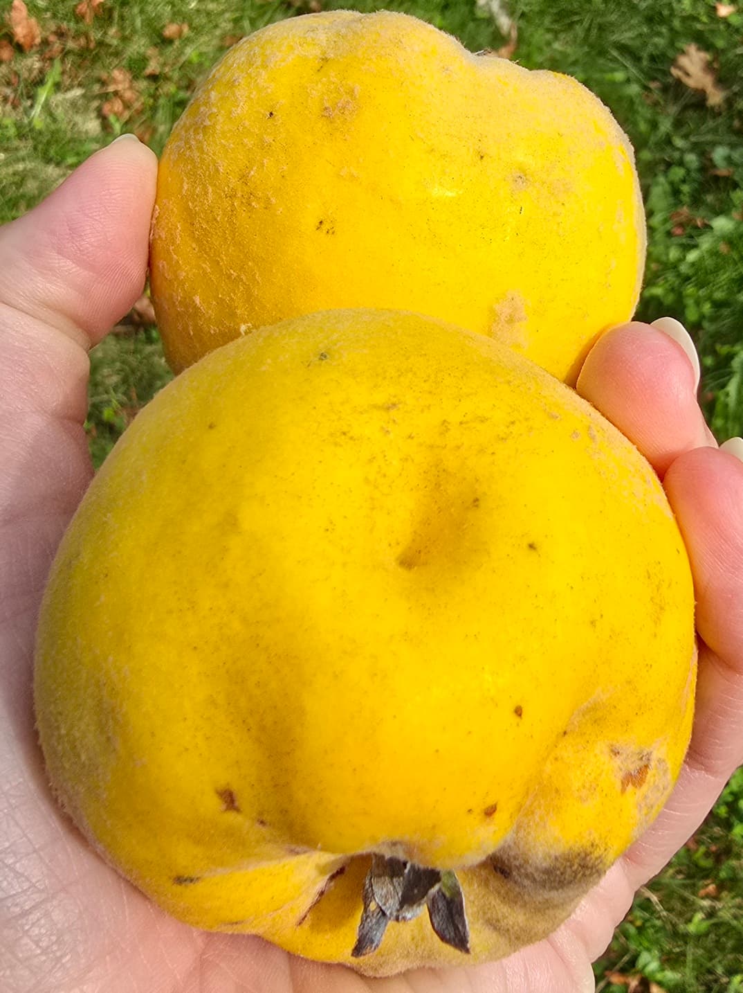 Who's growing Quince? - Page 22 - General Fruit Growing - Growing Fruit