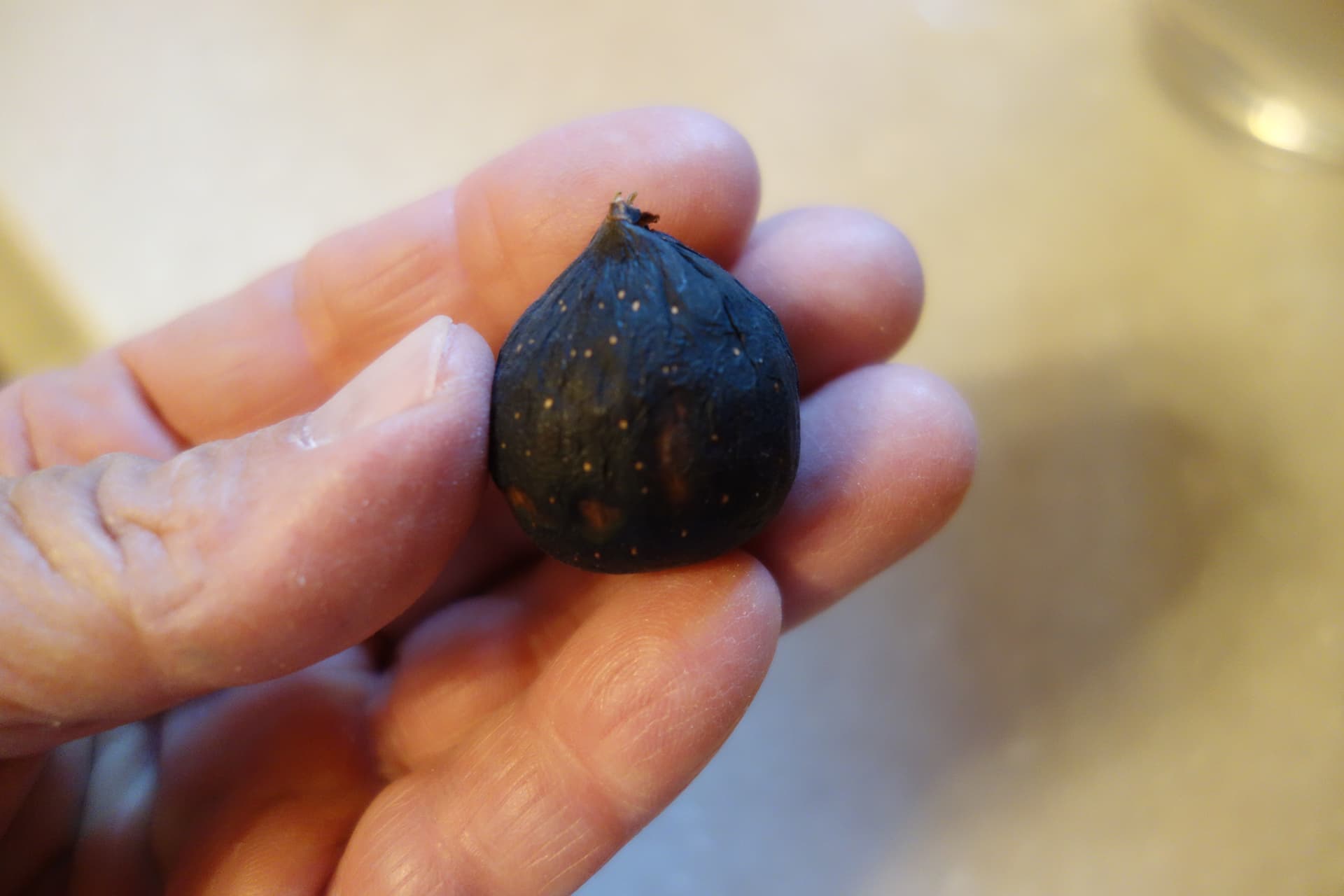 I got 2 figs for the season for 6 in-ground figs trees planted 5.2025 ...