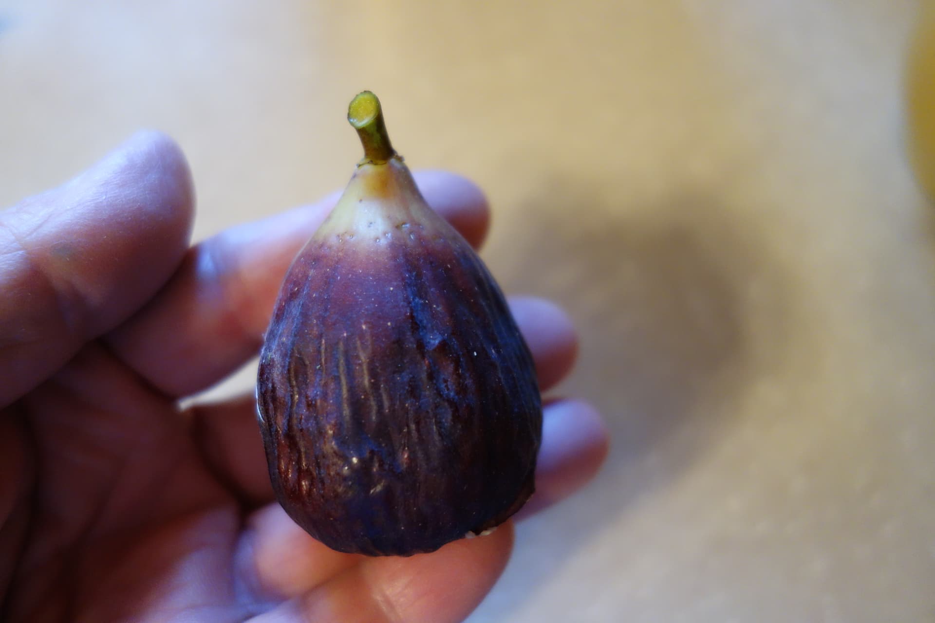 I got 2 figs for the season for 6 in-ground figs trees planted 5.2025 ...