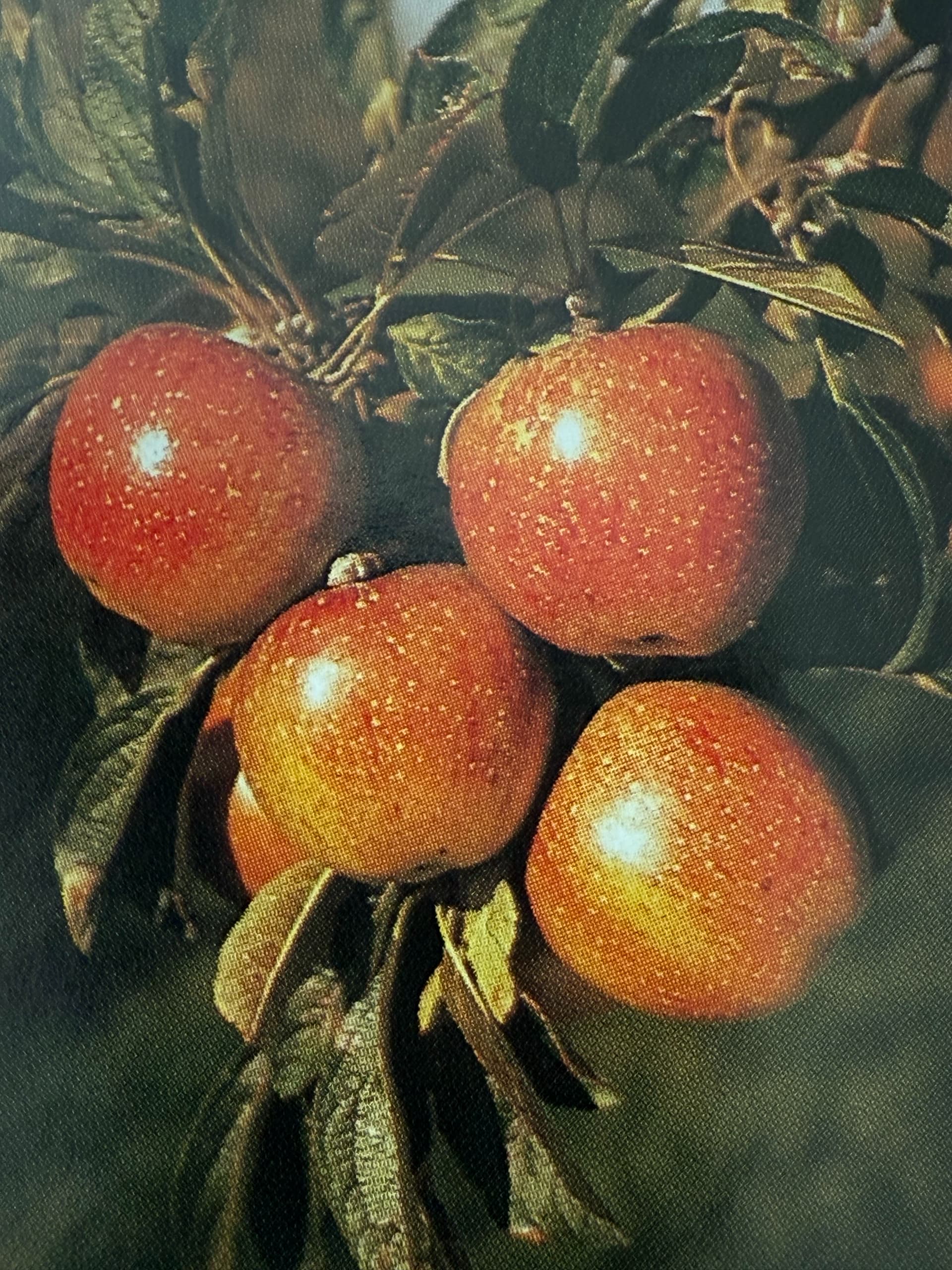 Authentic Margil Apple search - General Fruit Growing - Growing Fruit