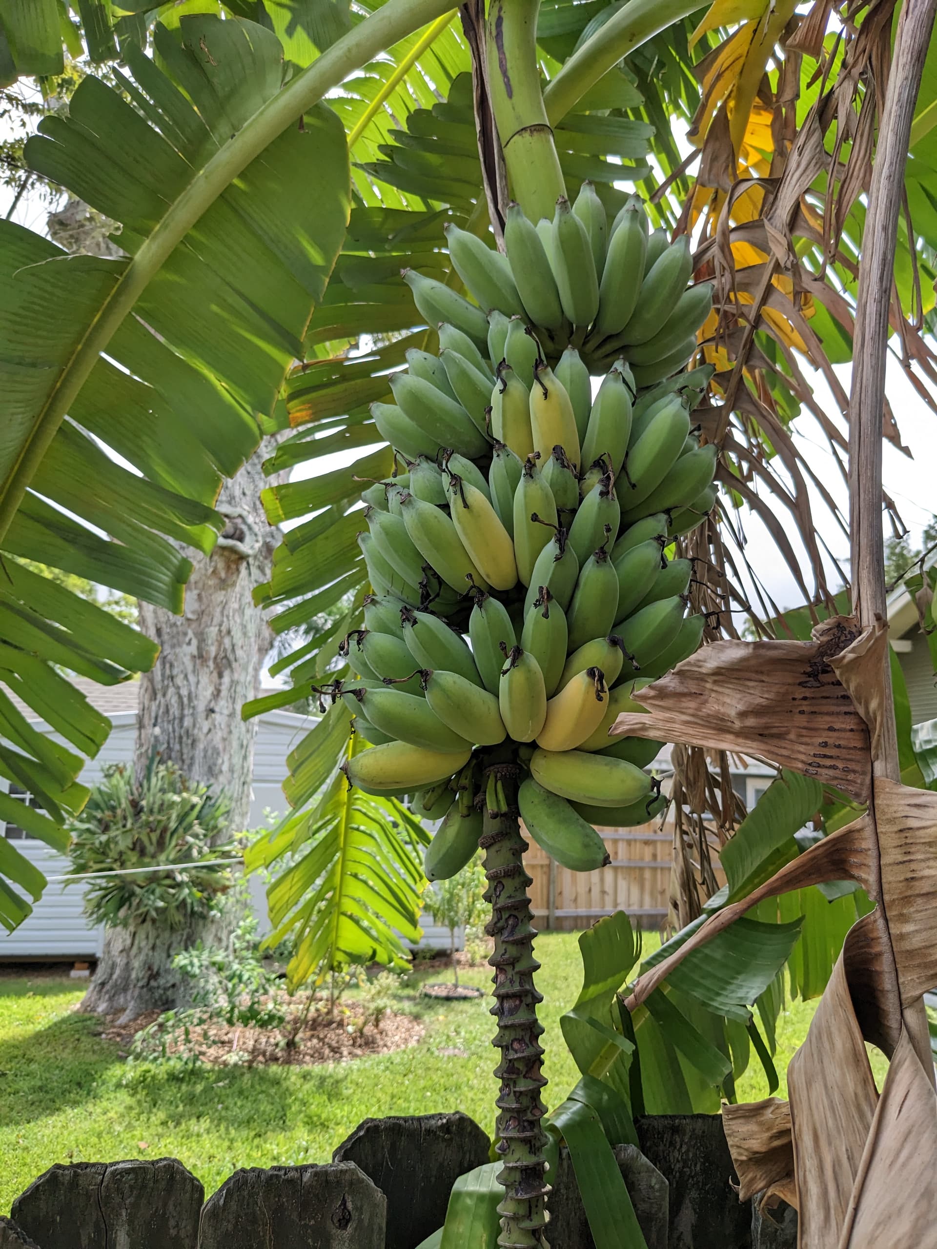 Excited about our first rack of bananas - General Fruit Growing ...