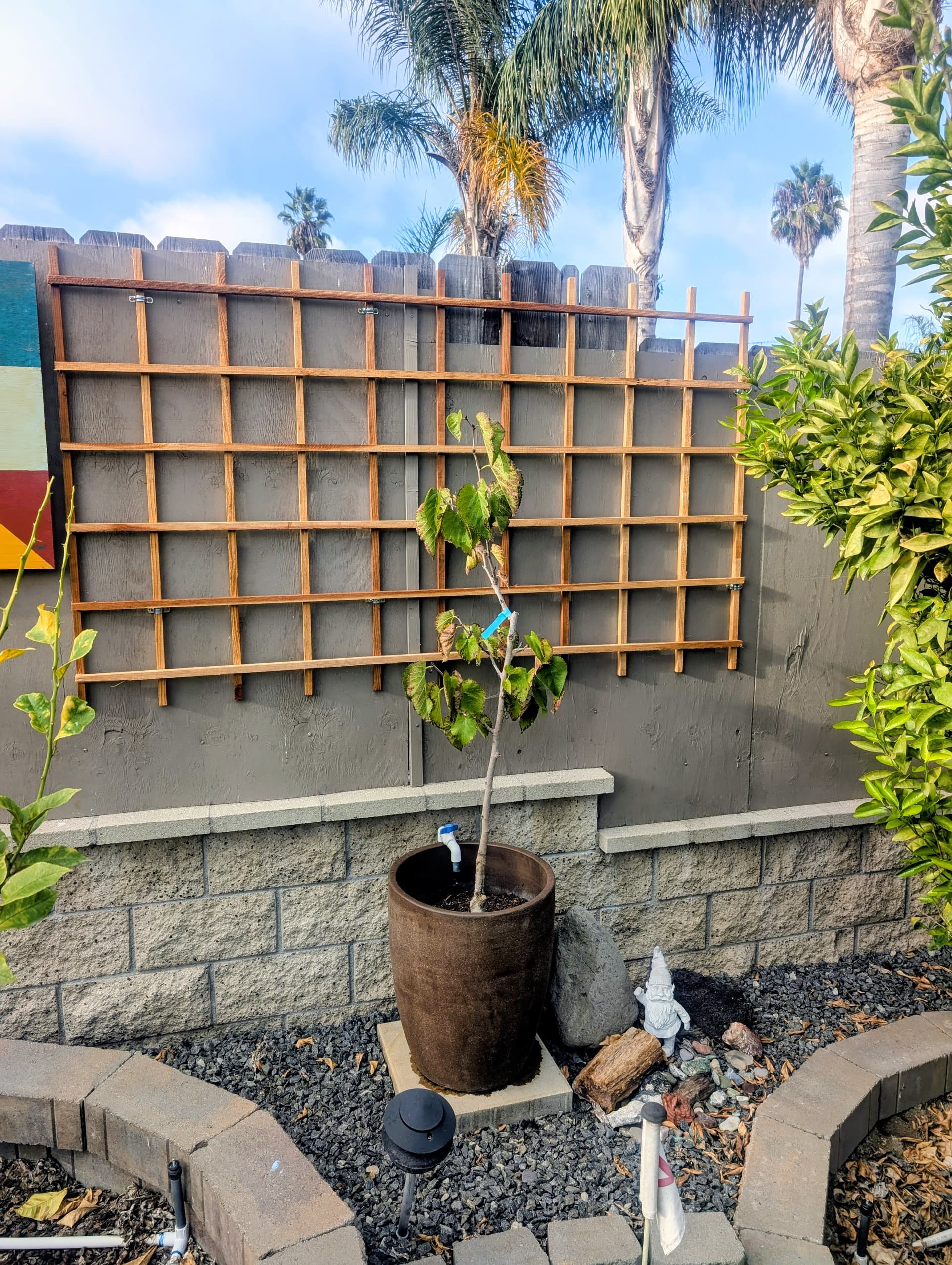 5 Mulberries in Vista CA - General Fruit Growing - Growing Fruit