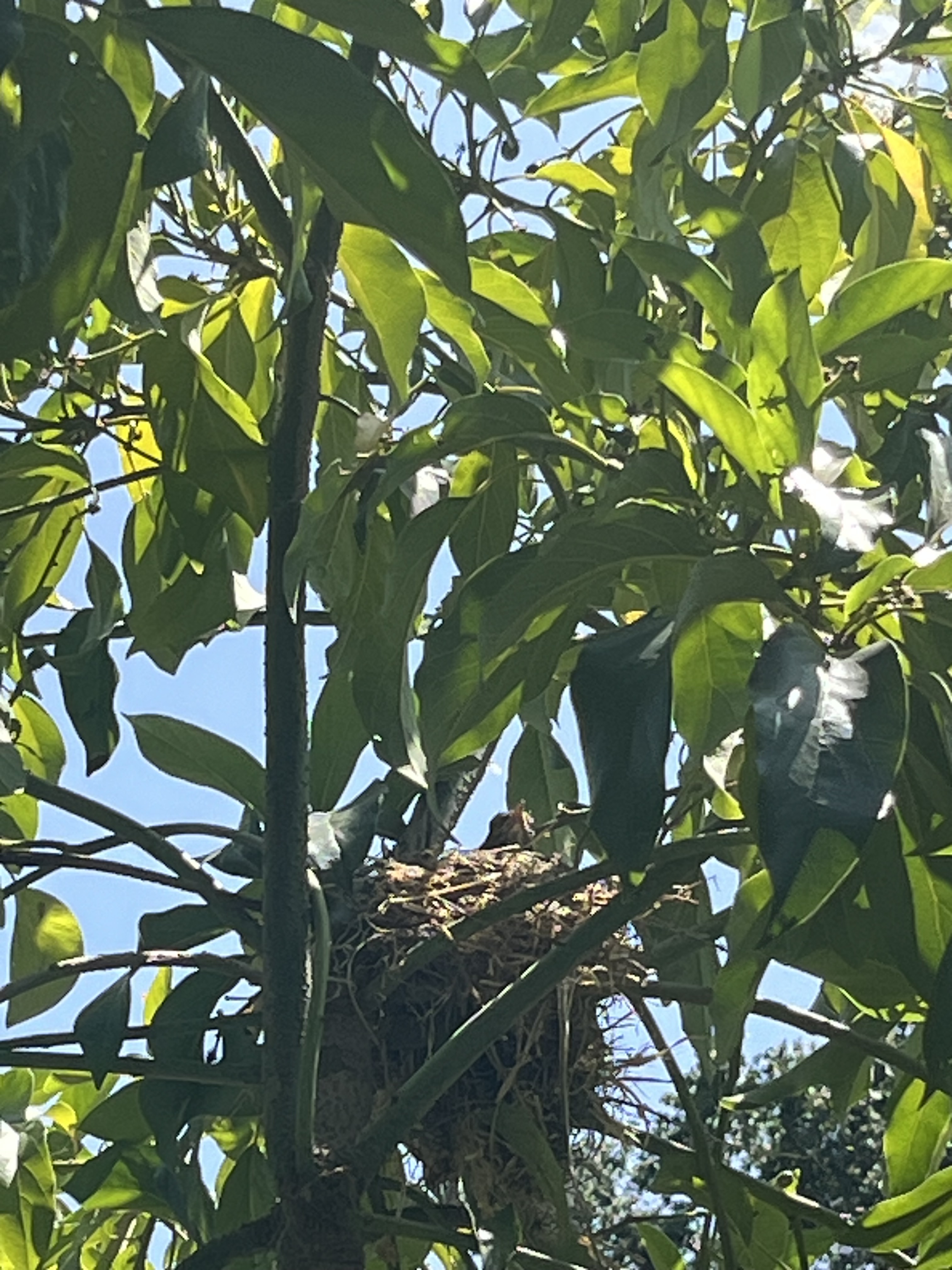 Bird nest in avocado tree - General Fruit Growing - Growing Fruit