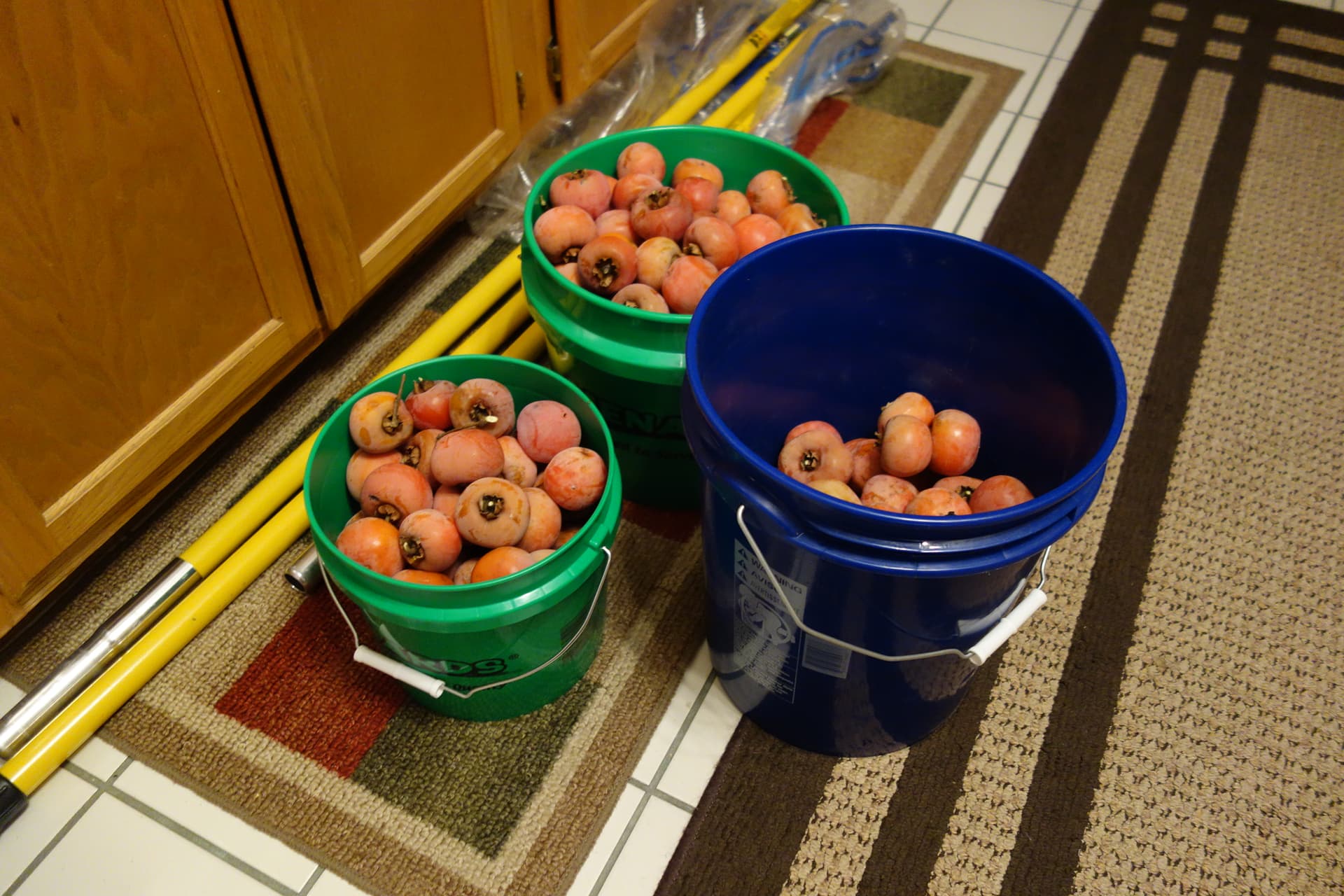 Nikita's Gift produces too many persimmons! - General Fruit Growing ...