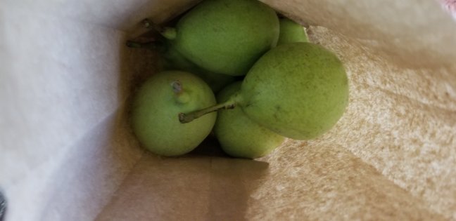 Biscamp Pear - Pollination - General Fruit Growing - Growing Fruit