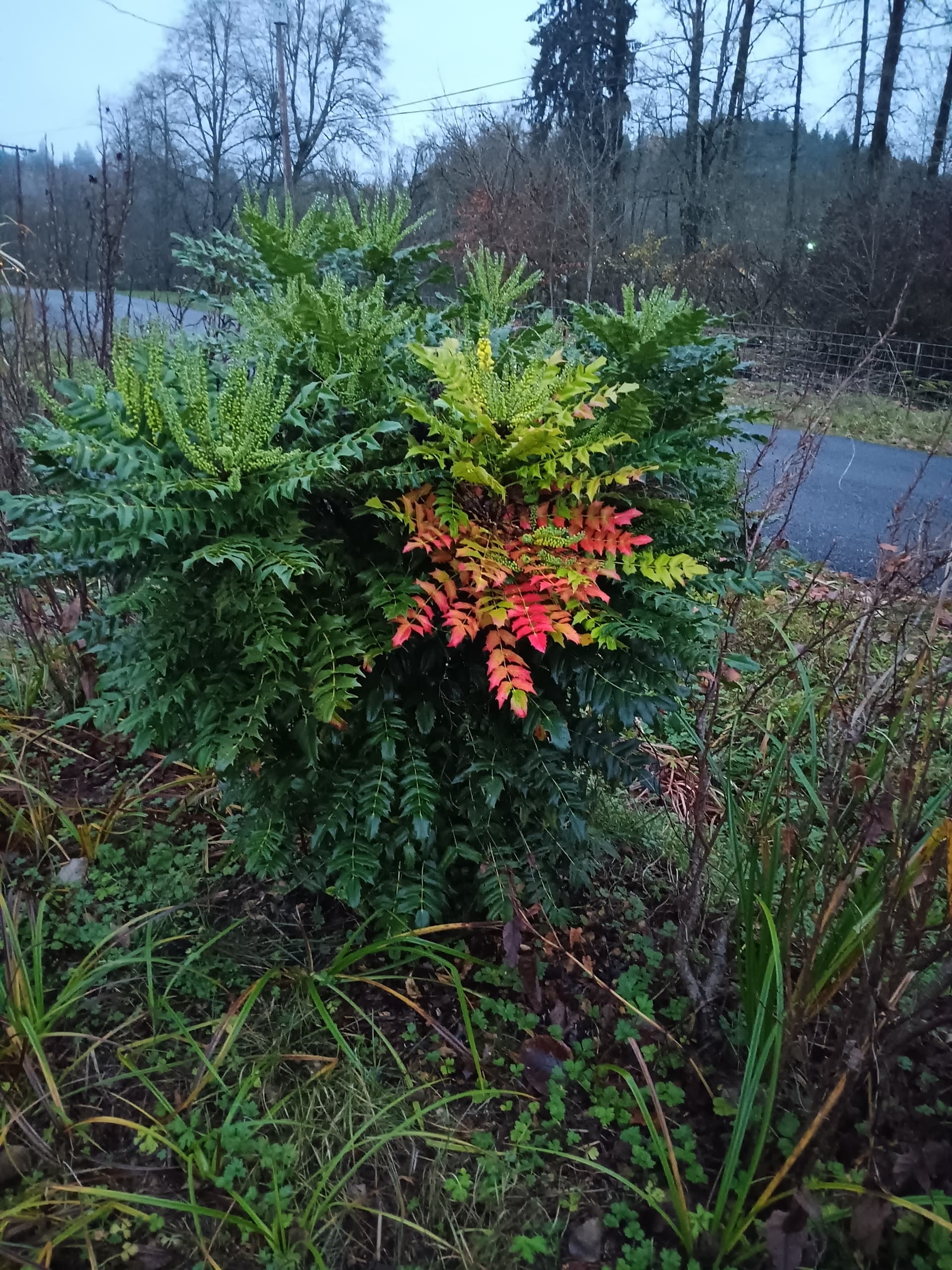 Beautiful Branch Sports - General Gardening - Growing Fruit