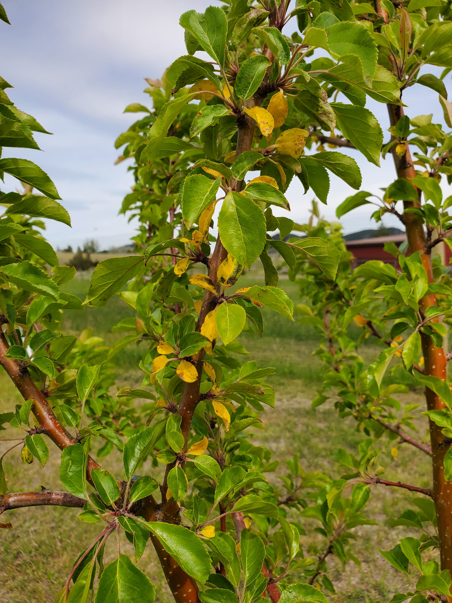 Help diagnosing apple tree disease and cure - General Fruit Growing ...
