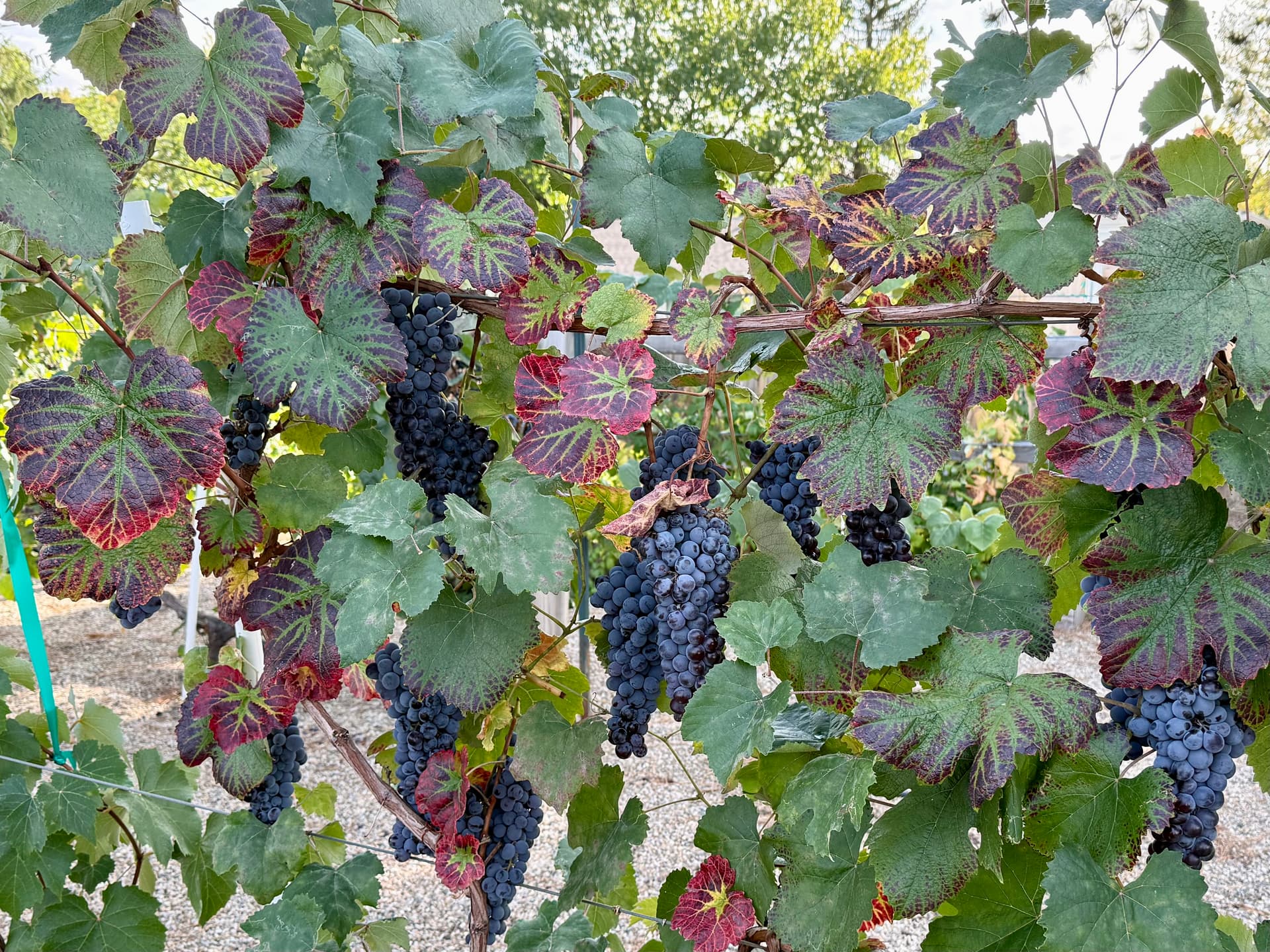 Blueberry variety of grapes - General Fruit Growing - Growing Fruit