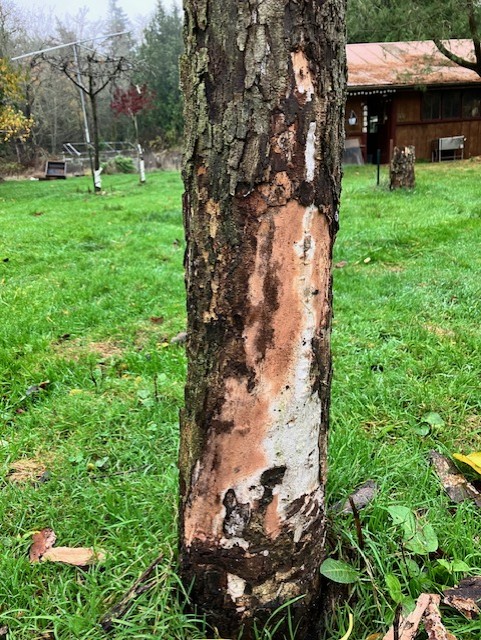 Persimmon Bark Peeling on Smithe Best - General Fruit Growing - Growing ...
