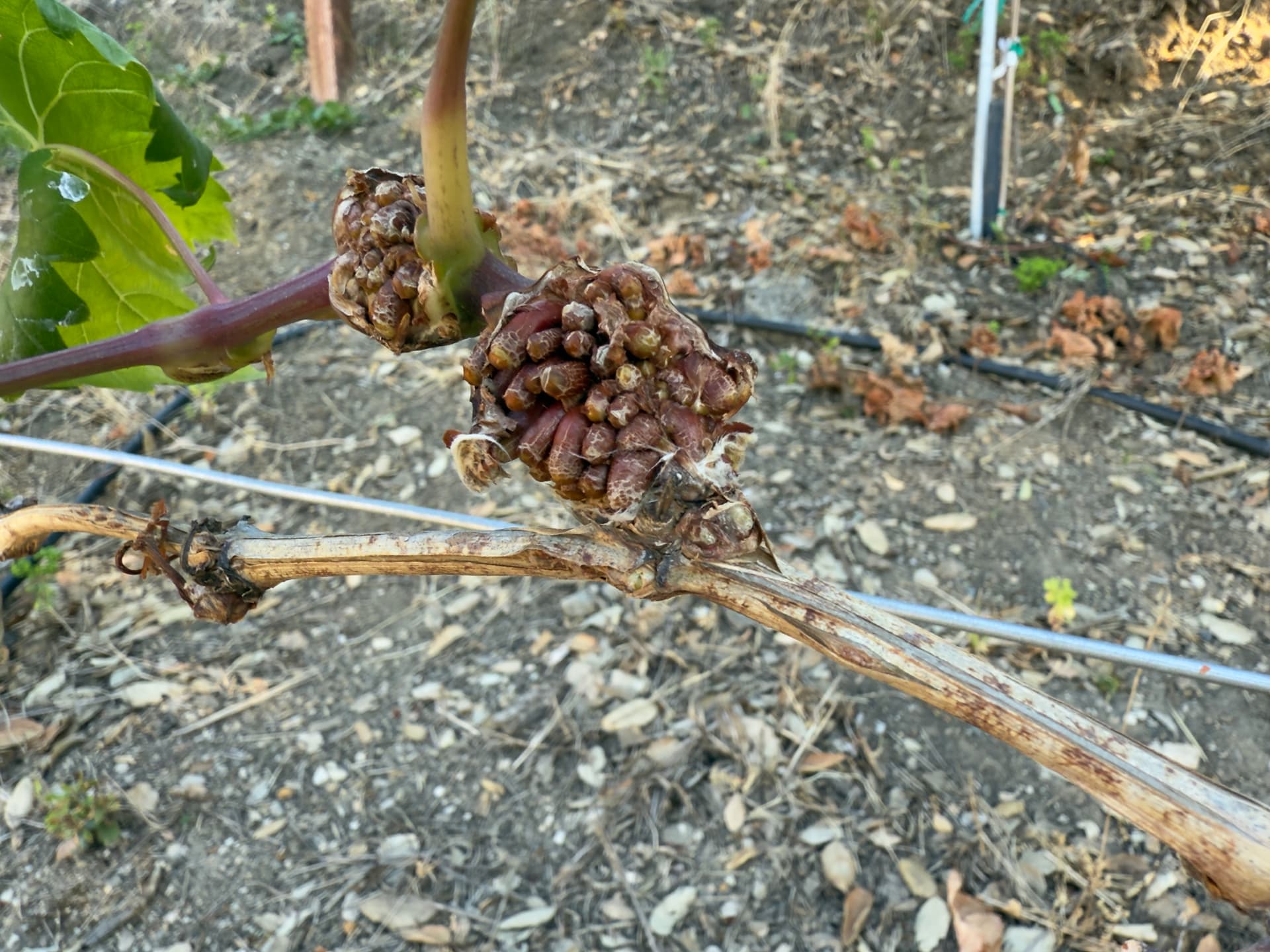 Strange looking grape vine - General Fruit Growing - Growing Fruit