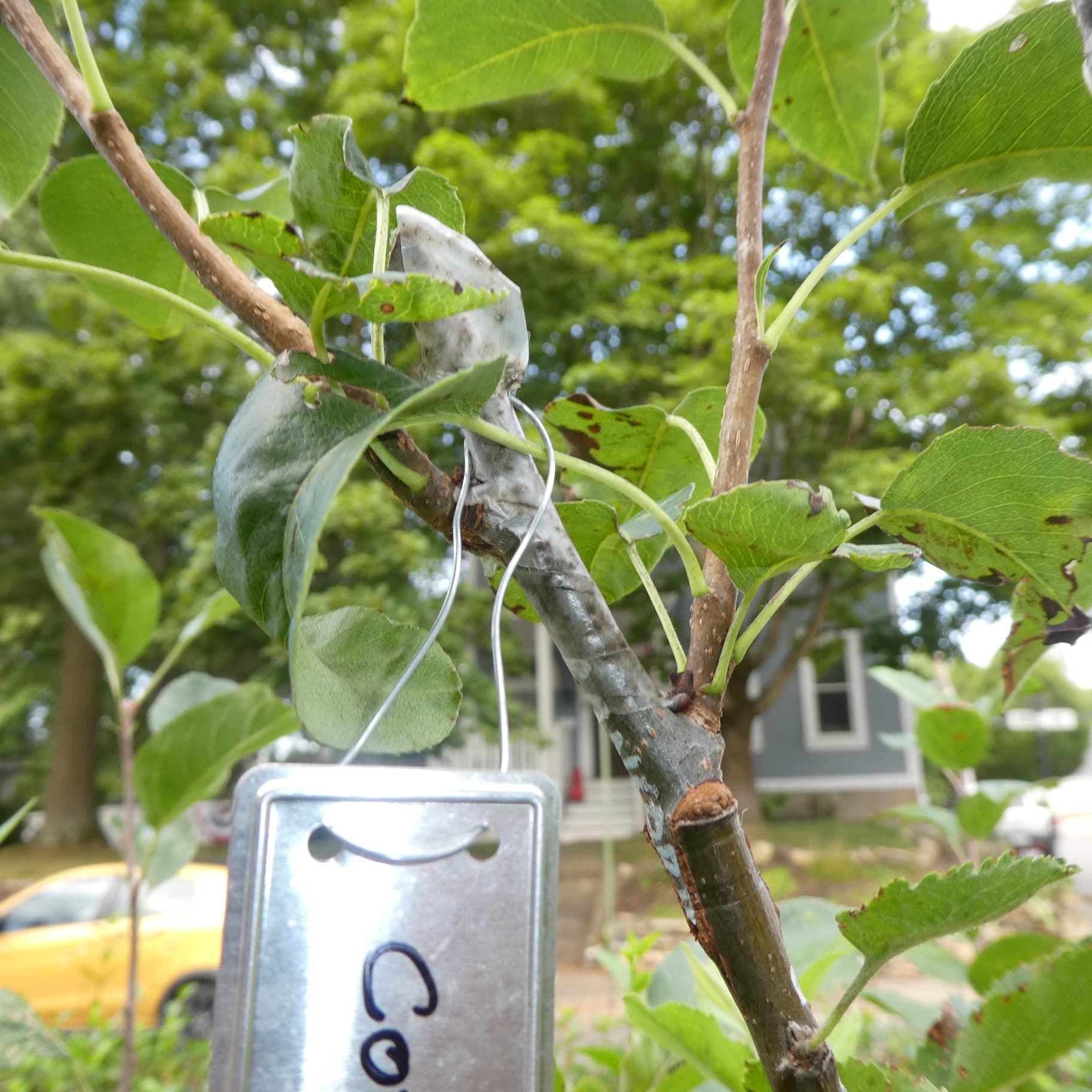 Grafting pears on apples - General Fruit Growing - Growing Fruit