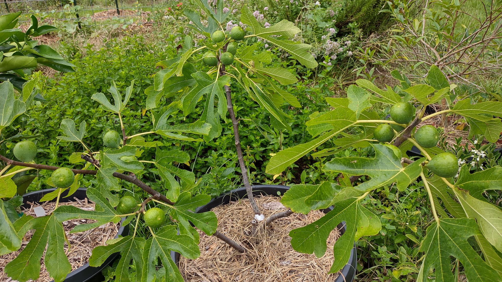 Figs 2025 - General Fruit Growing - Growing Fruit