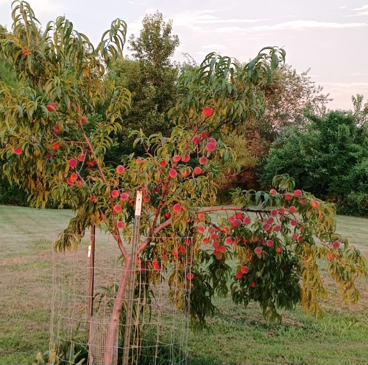Is Red Haven peach one of the most vigorous growing peaches? - General ...